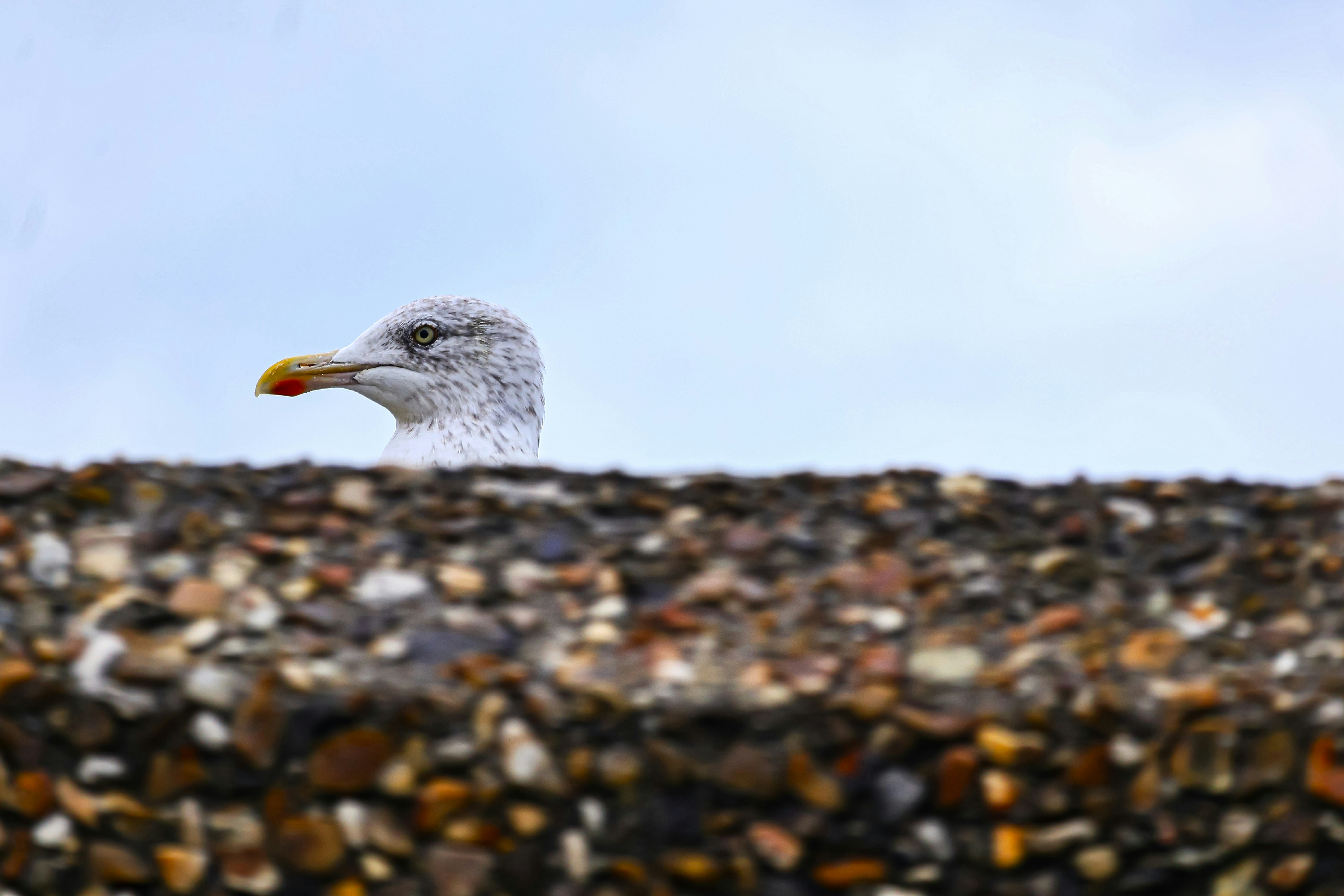 Seagull Emerges Over a Pebble-Dotted Barrier