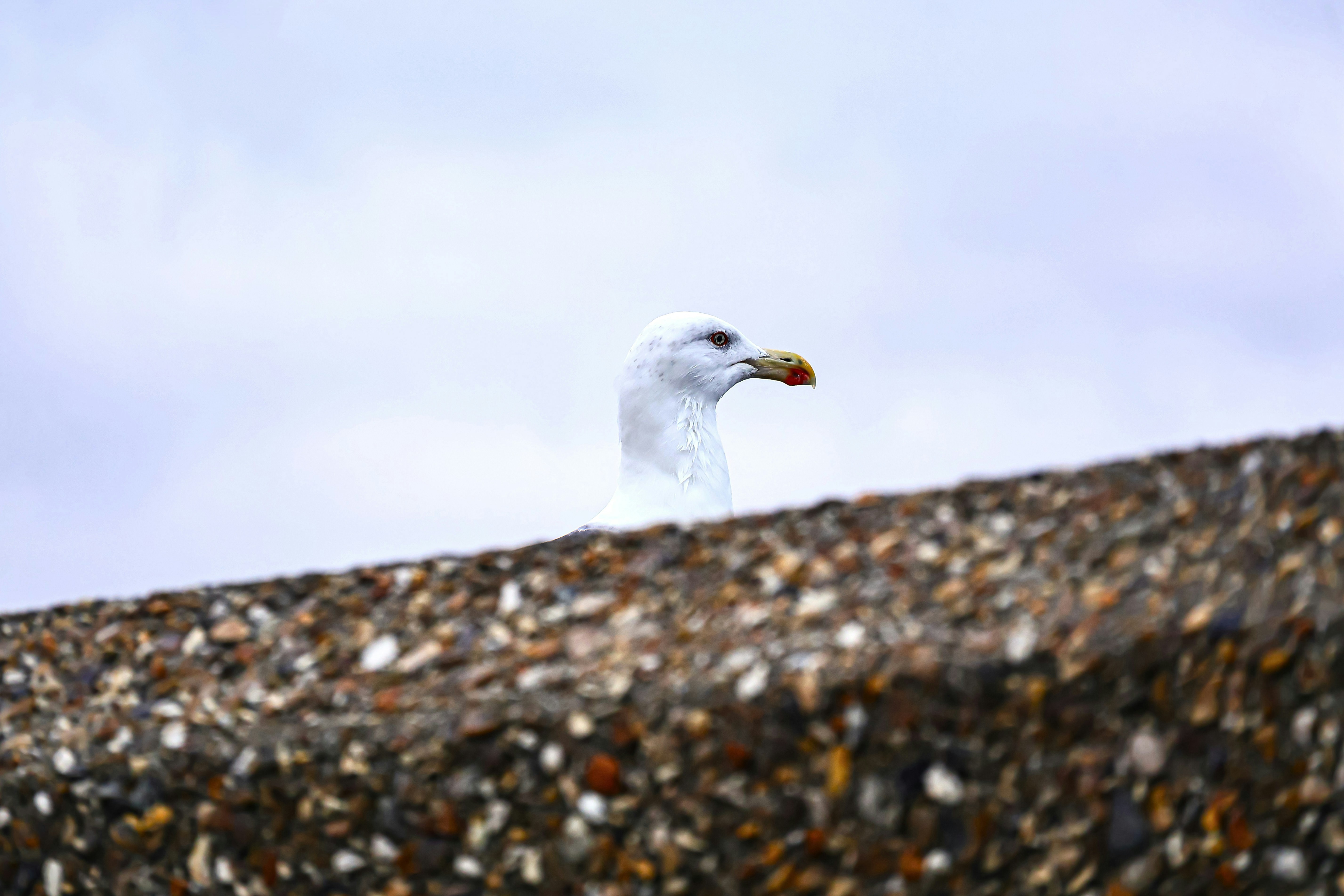 Seagull Above the Mottled Rooftop Horizon