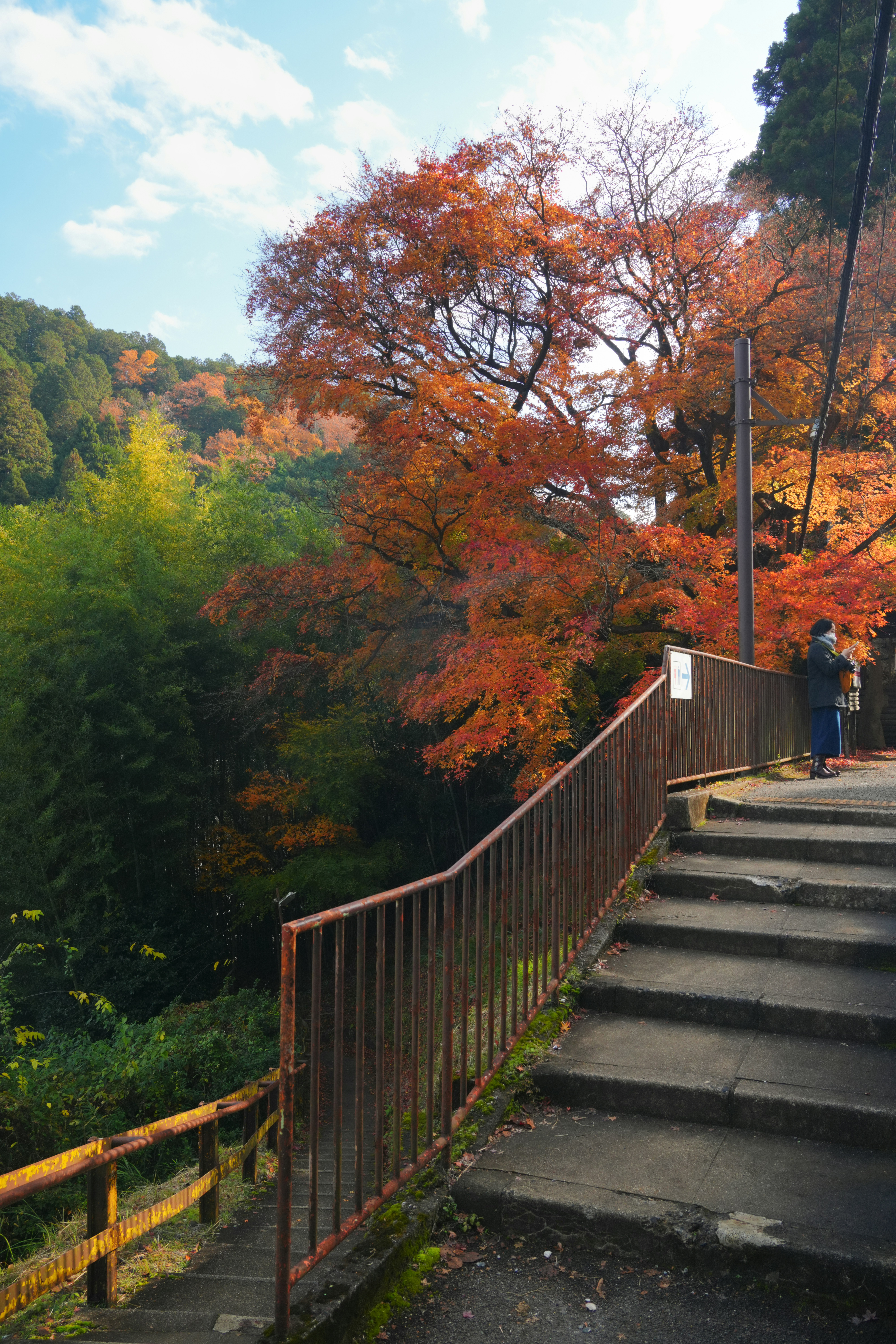 Autumn overlook: railing, stairs, and a chorus of maple