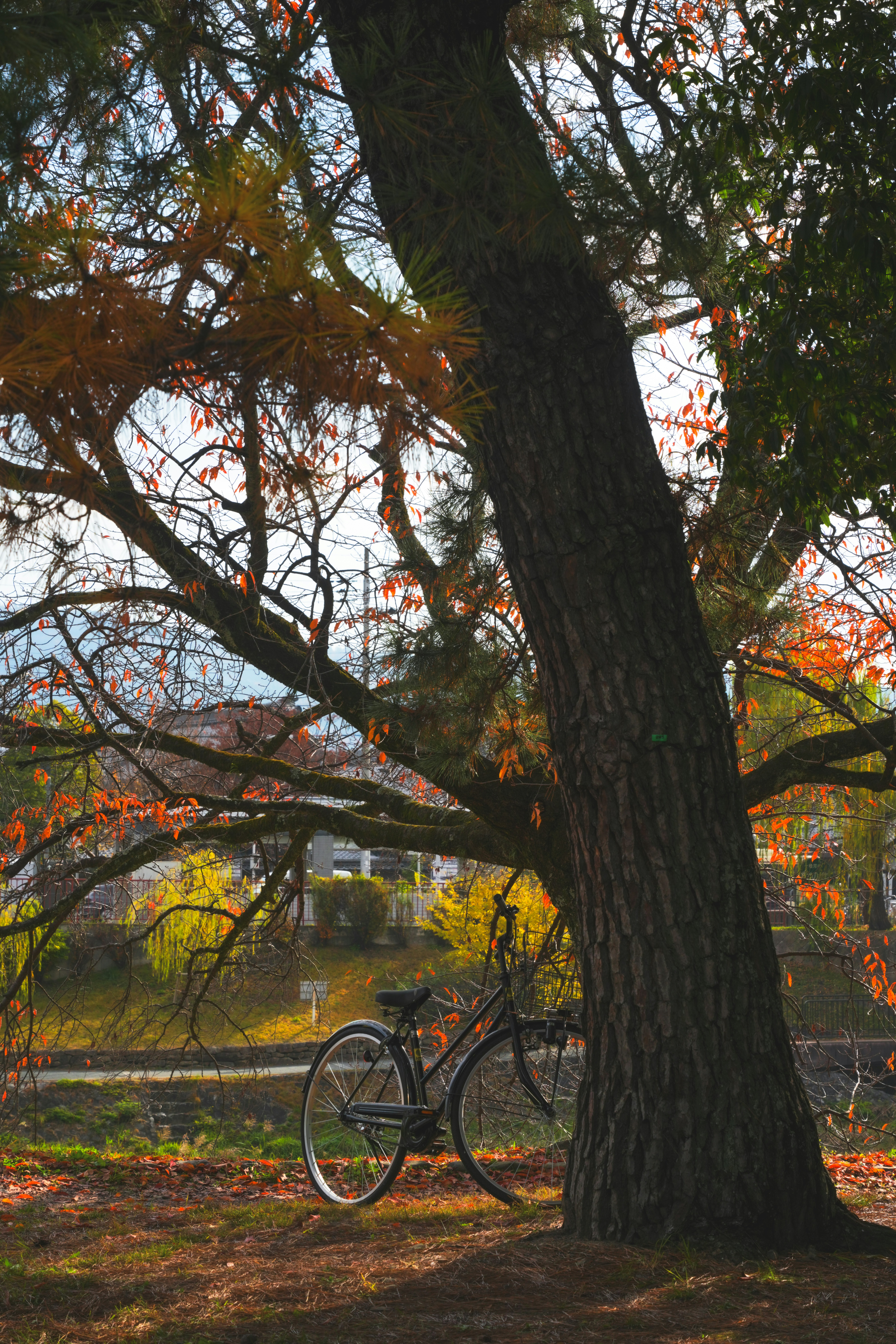 Bicycle Rest Beneath Autumn Pines