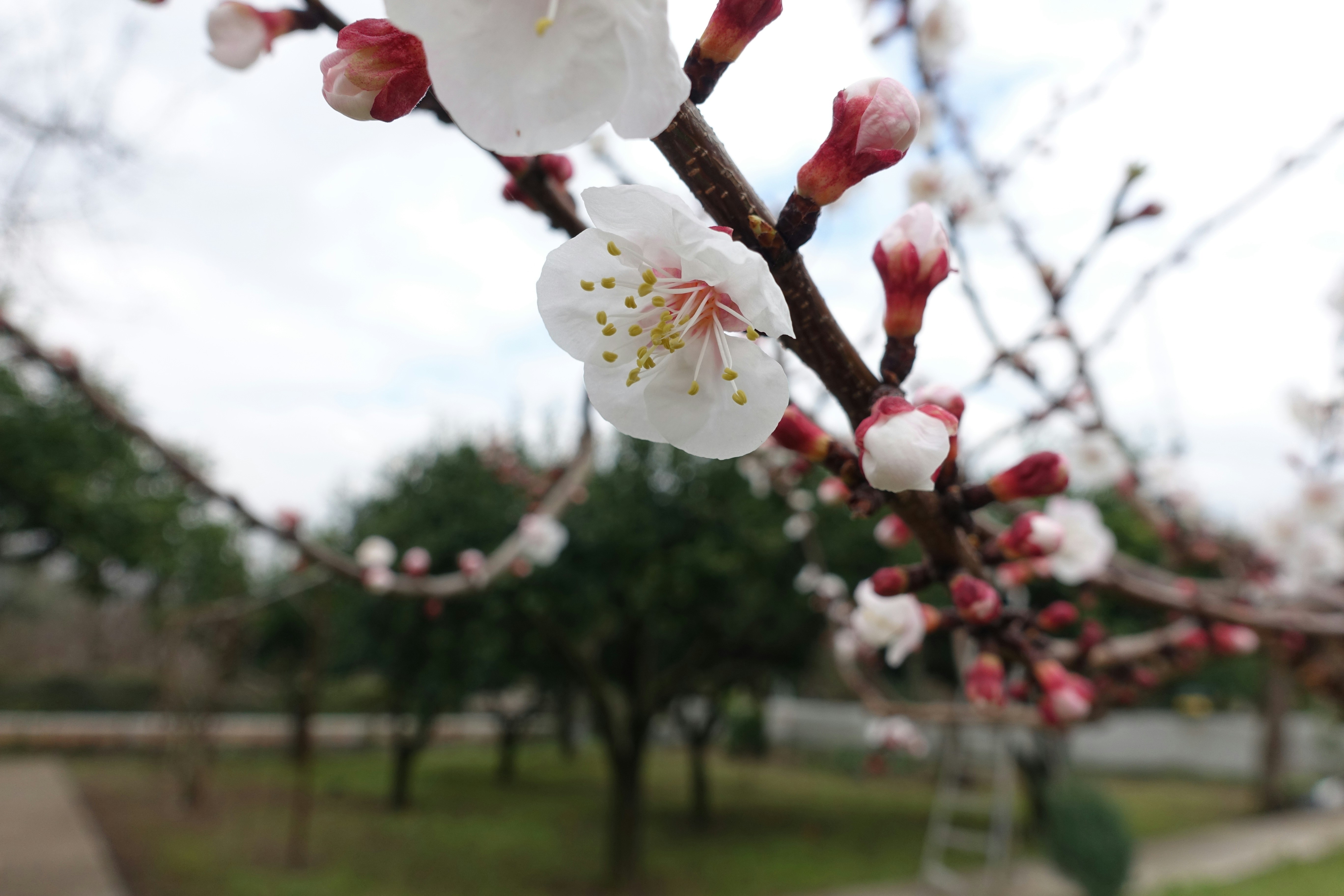 Close-up of a white blossom in a soft, blurred garden scene