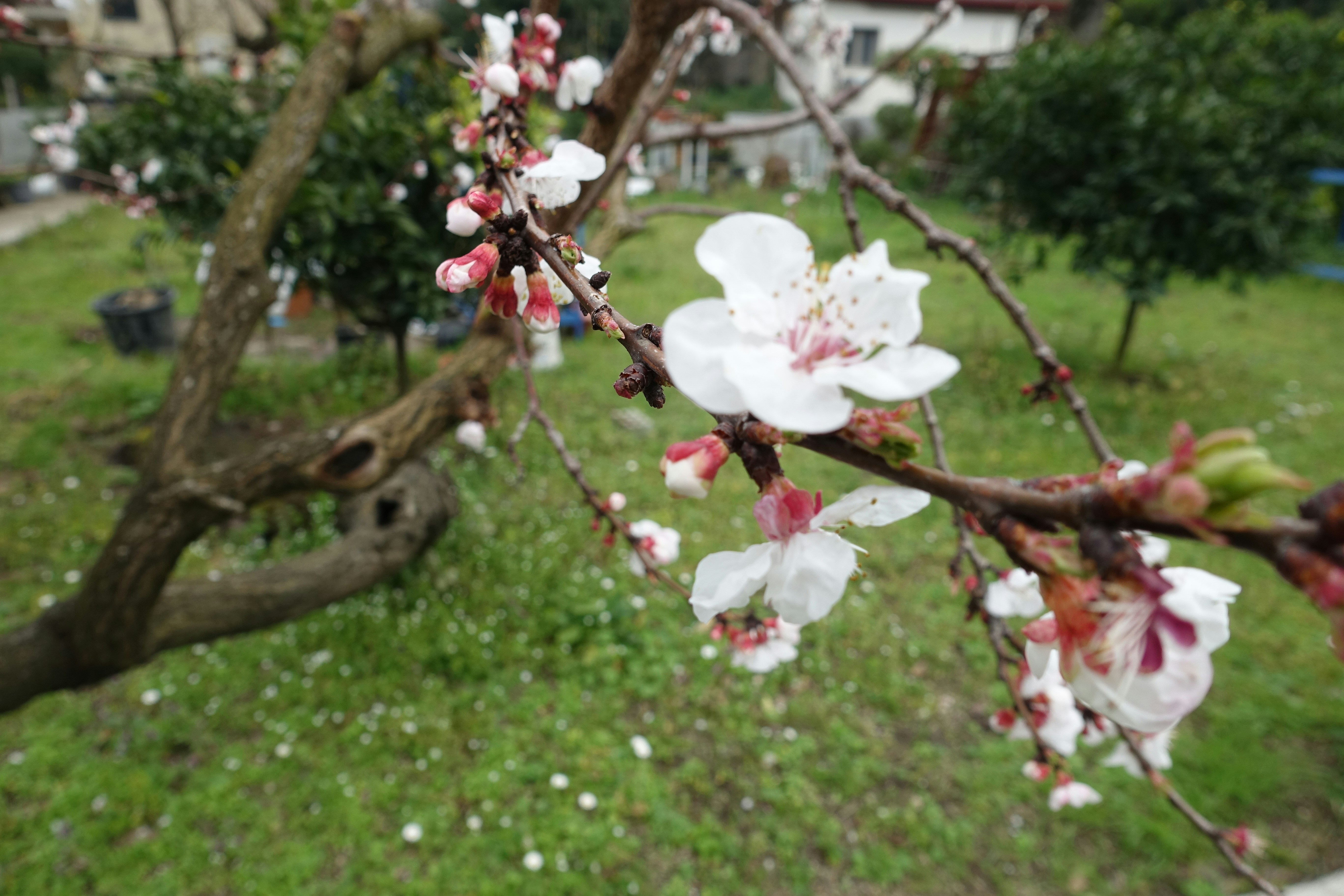 Blossoms in Focus: A Close-Quarters View of Spring's First Bloom