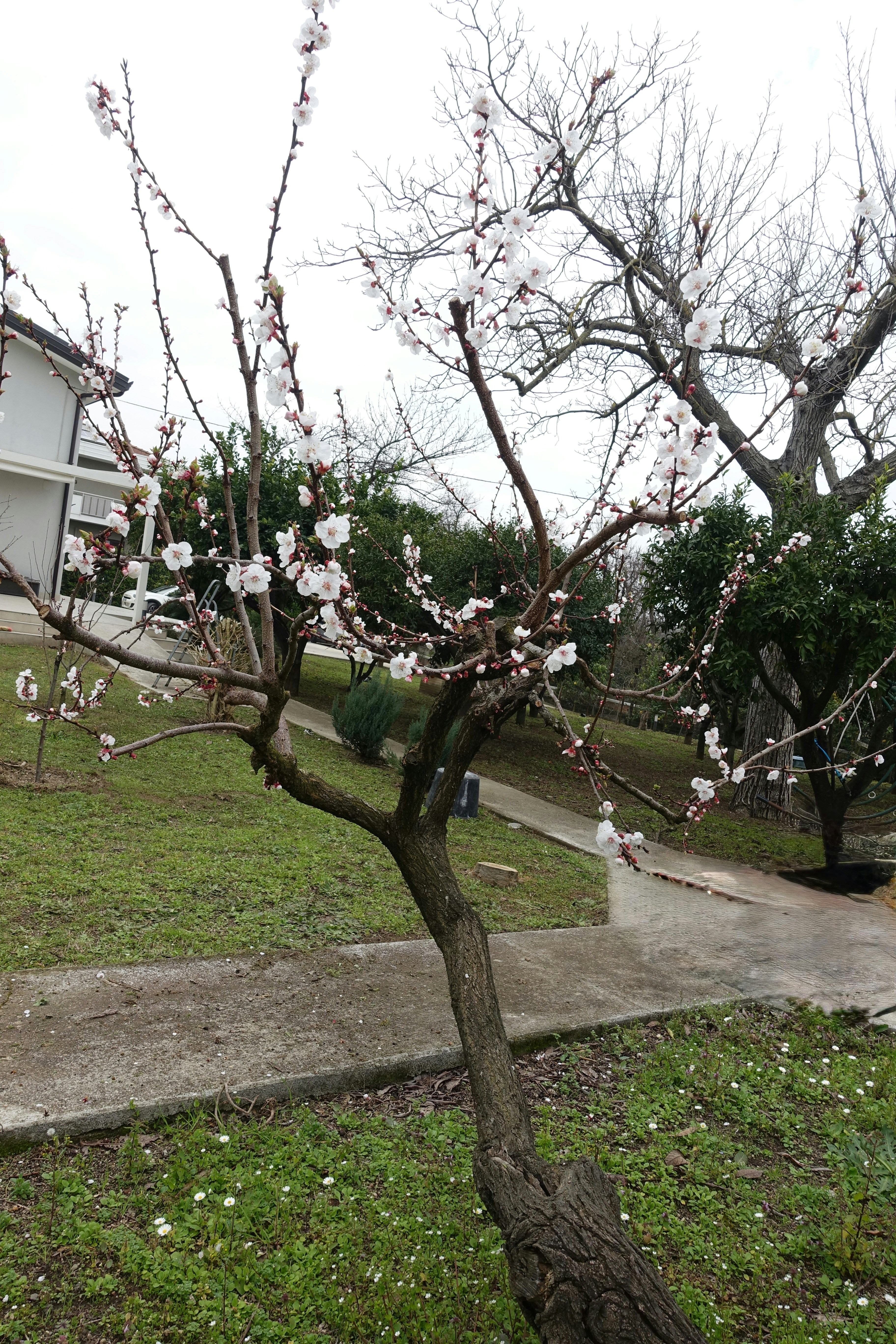Blossoms over a curving trunk: spring in a suburban garden