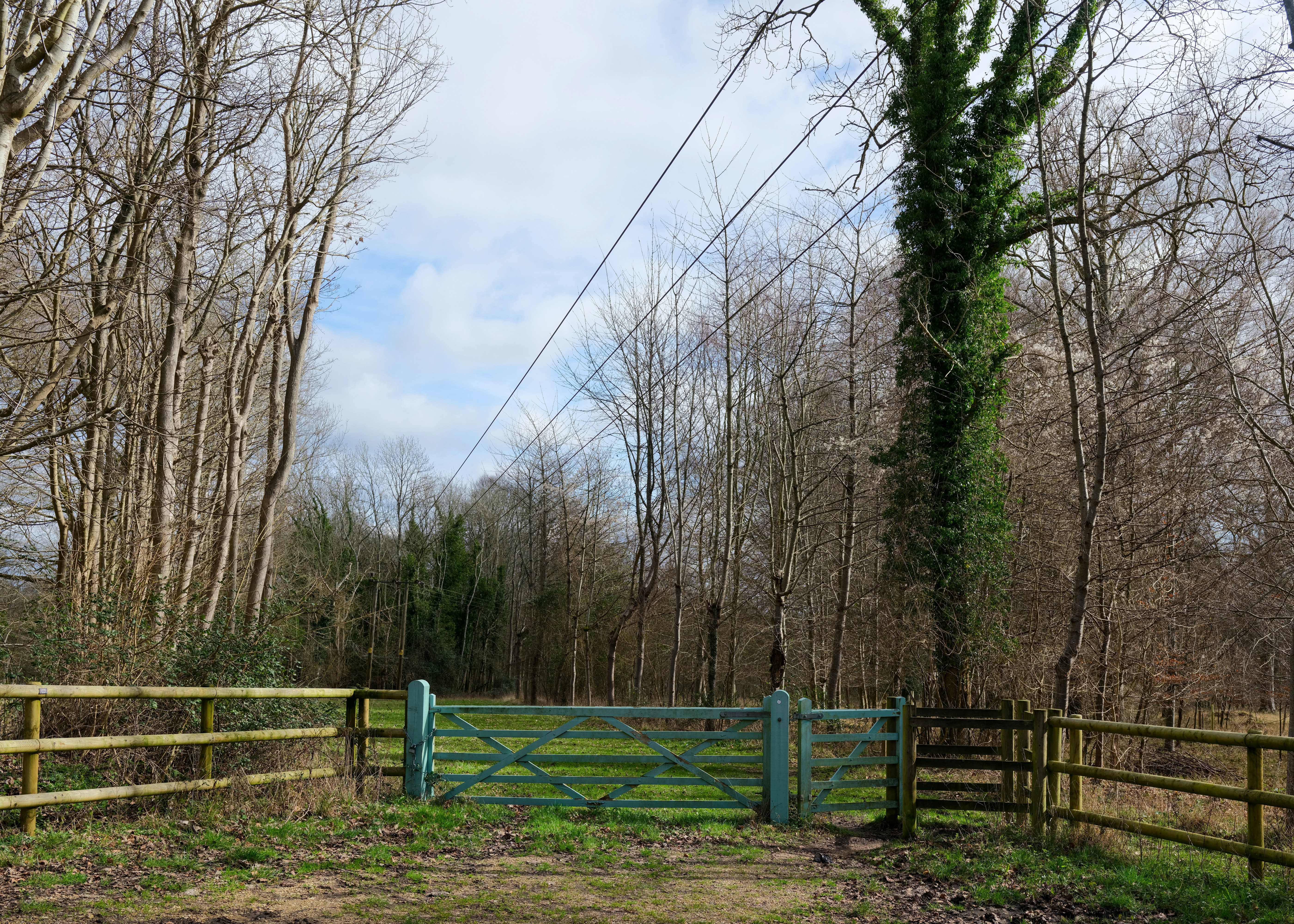 Green Gate at The Edge of the Leaf-Lined Path
