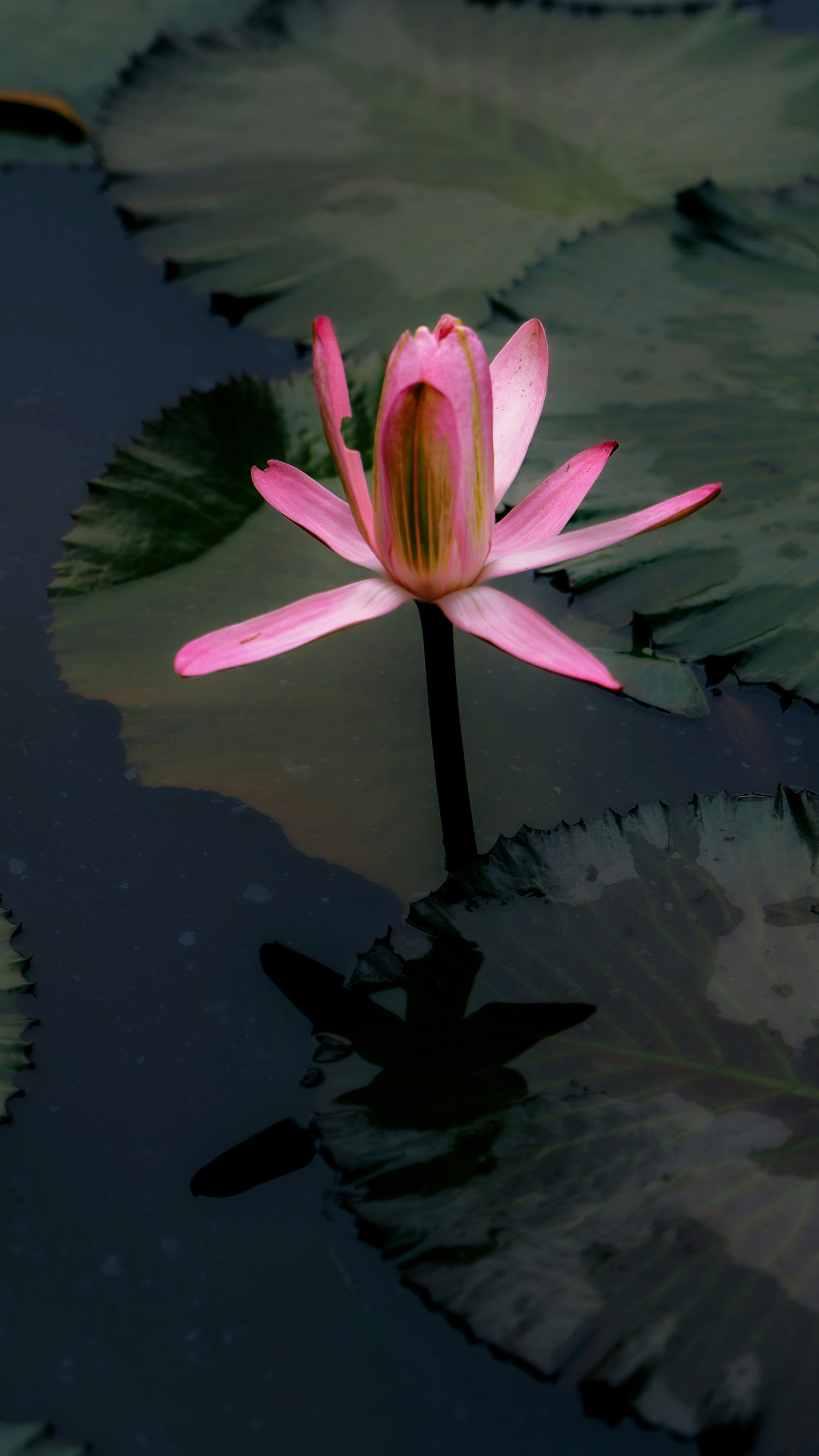 Pink Water Lily Reaching Toward Light