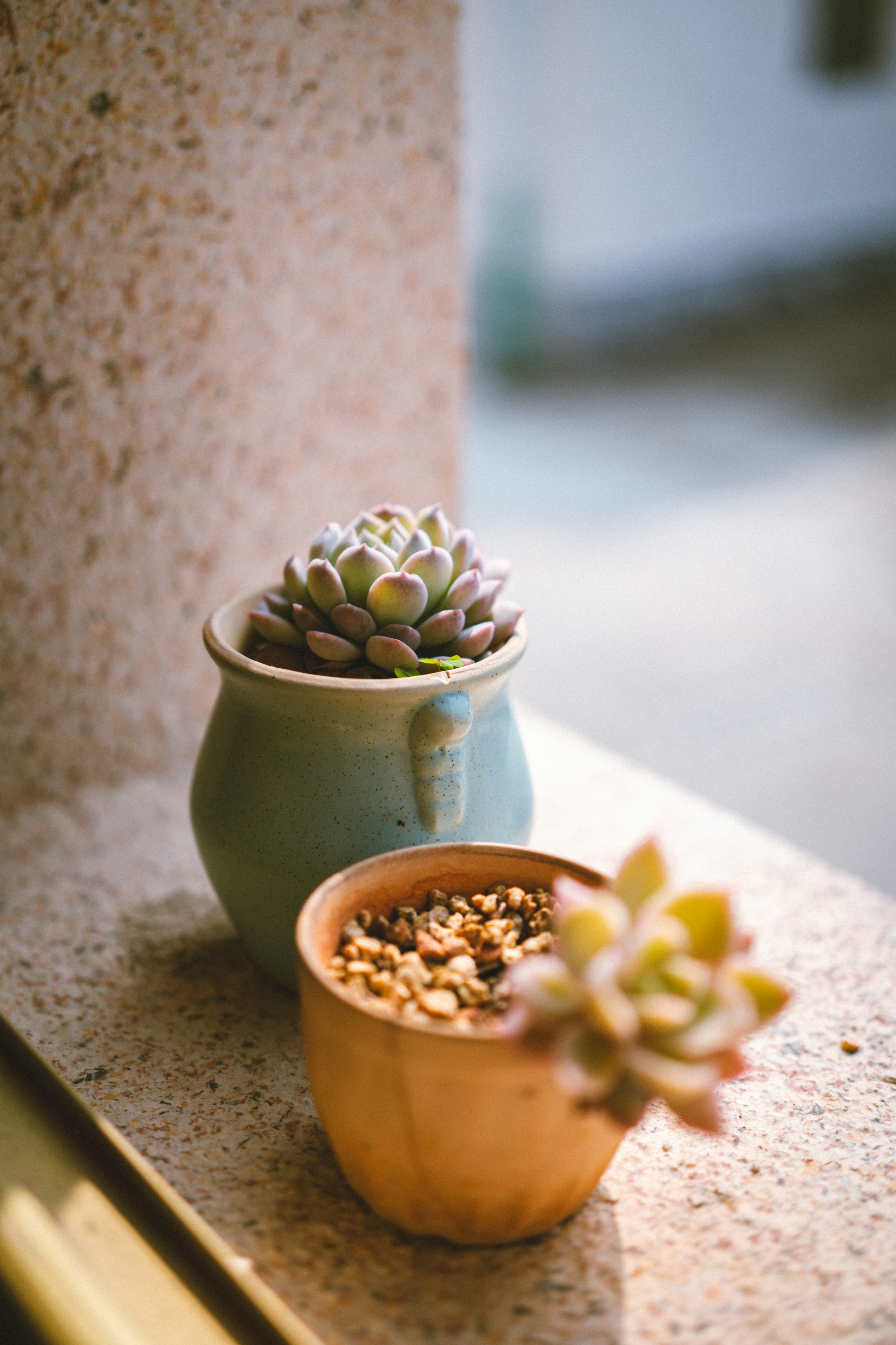 Succulent Studio on a Sunlit Window Sill