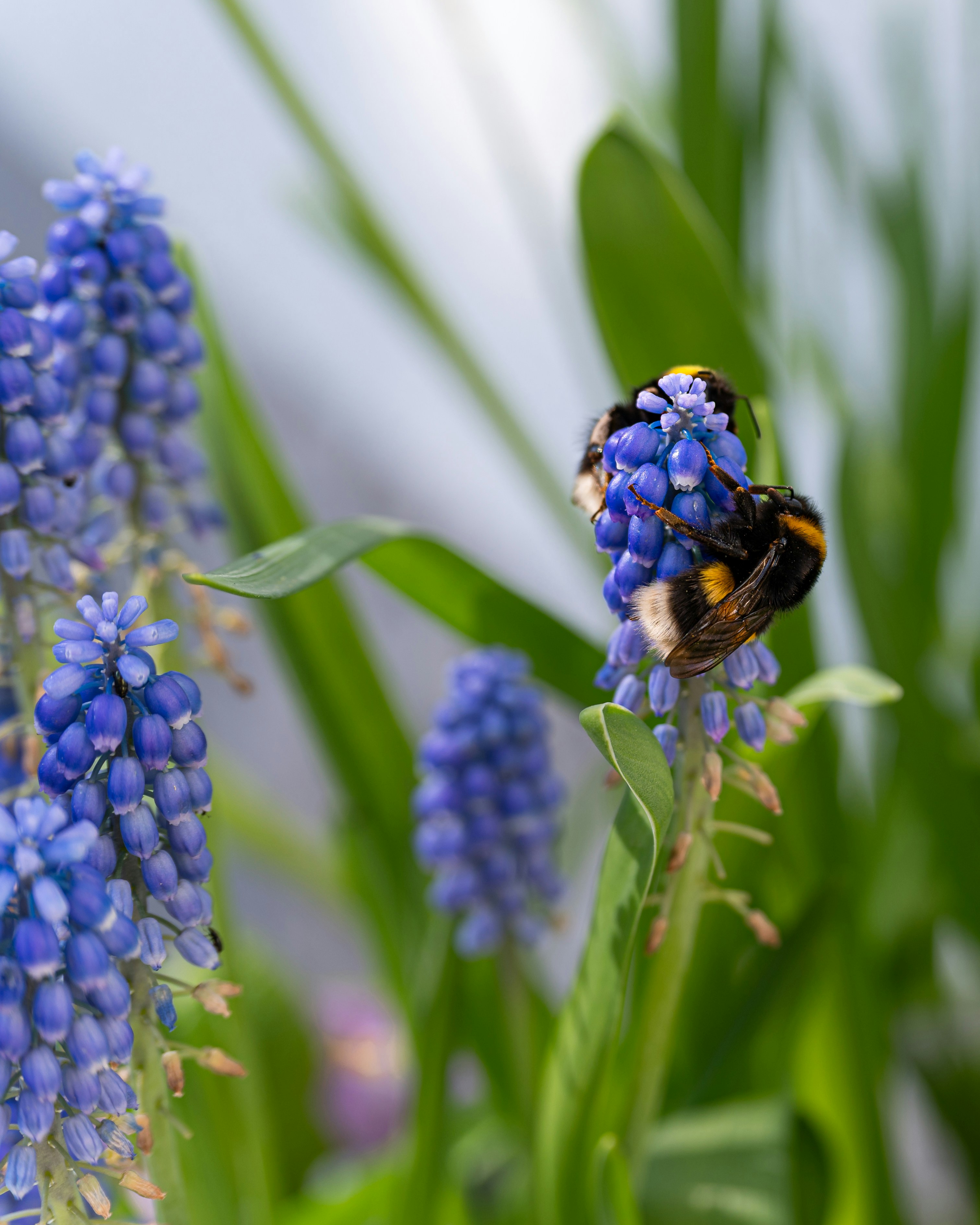 Buzz on Blue: A Bee Harnessing Deep Hue Among Indigo Blossoms