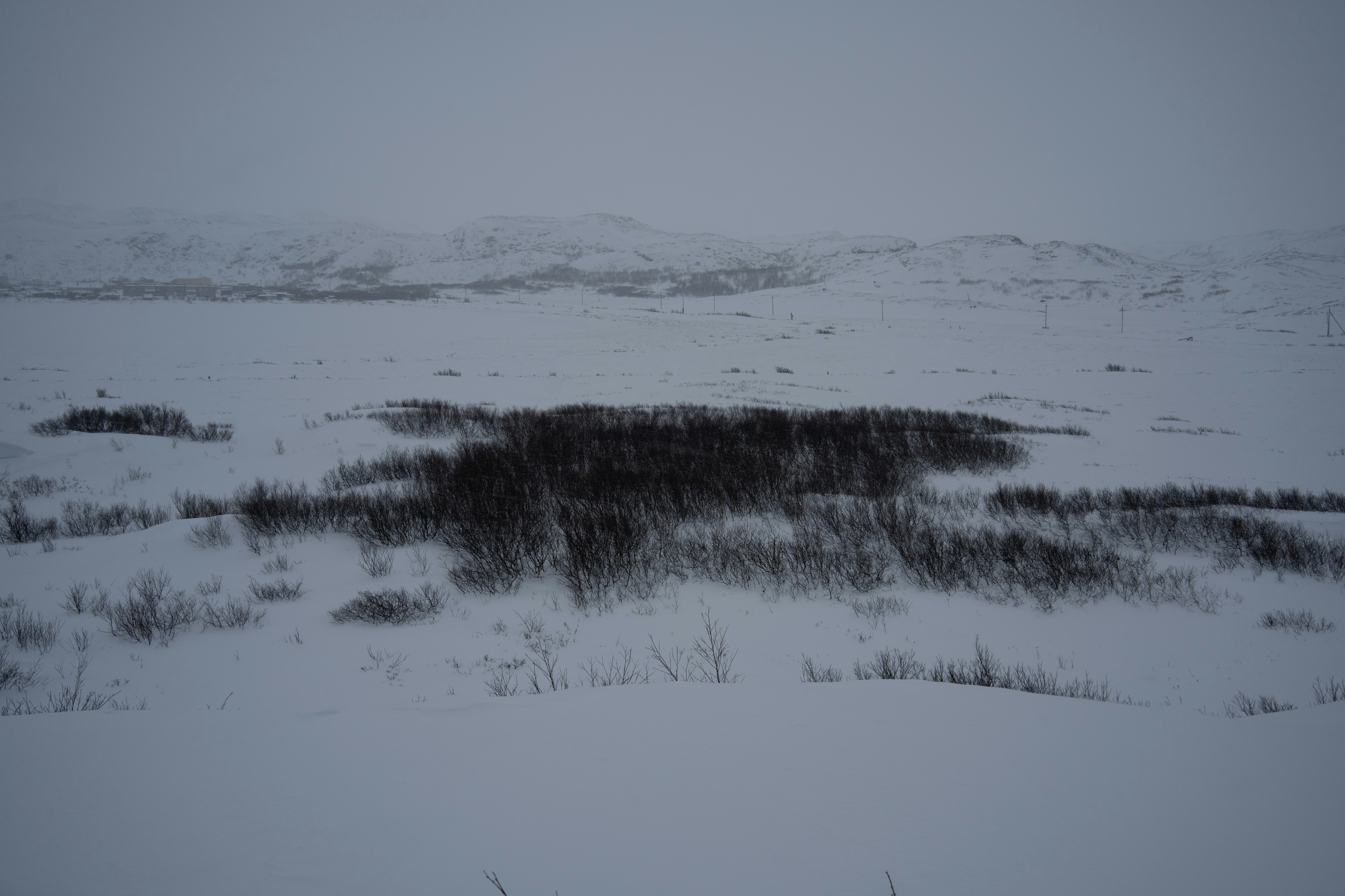Snowbound Dunes: A Quiet Horizon of Winter Grass