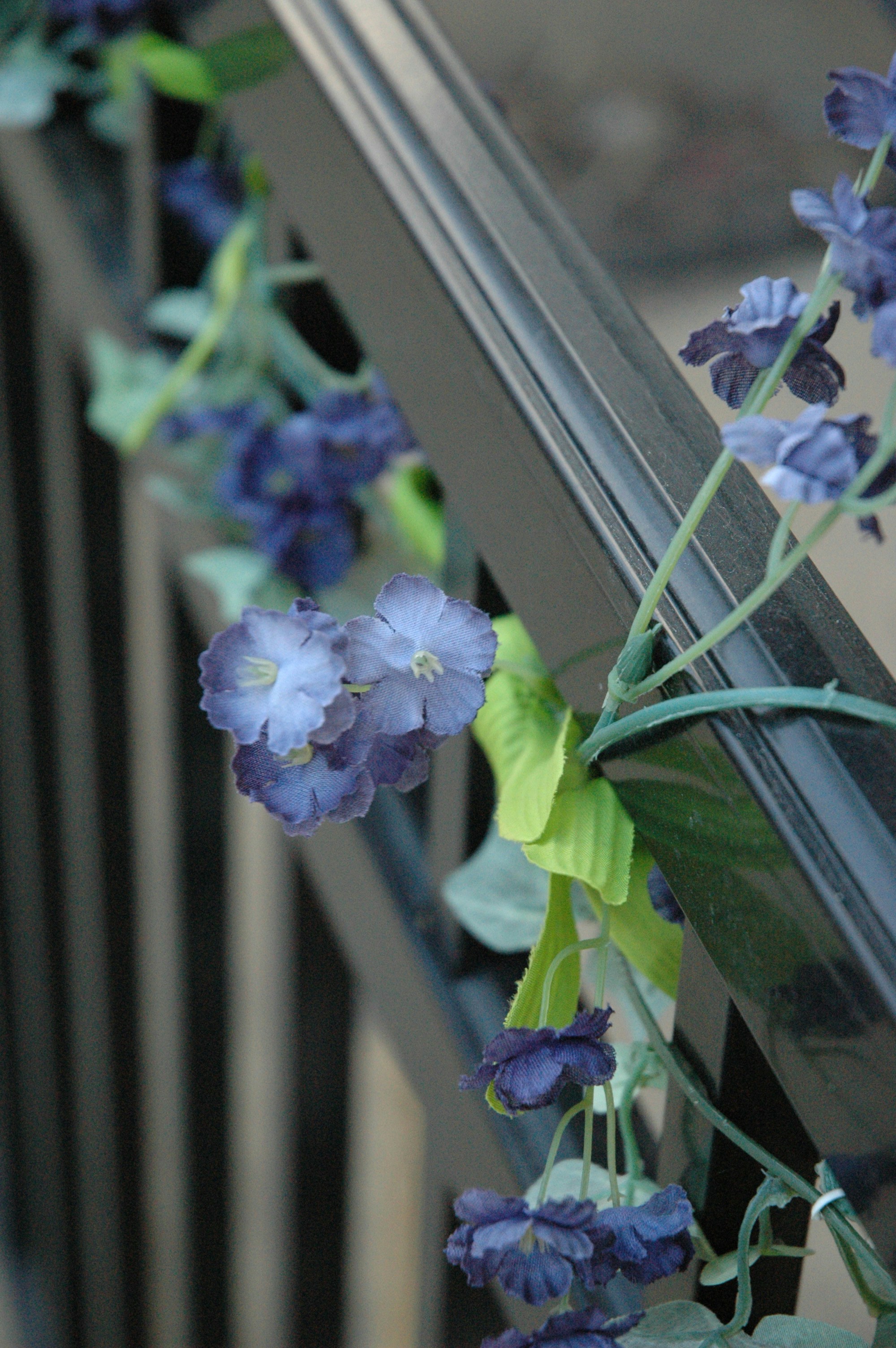 Blue-violet blooms climbing a window-frame trellis