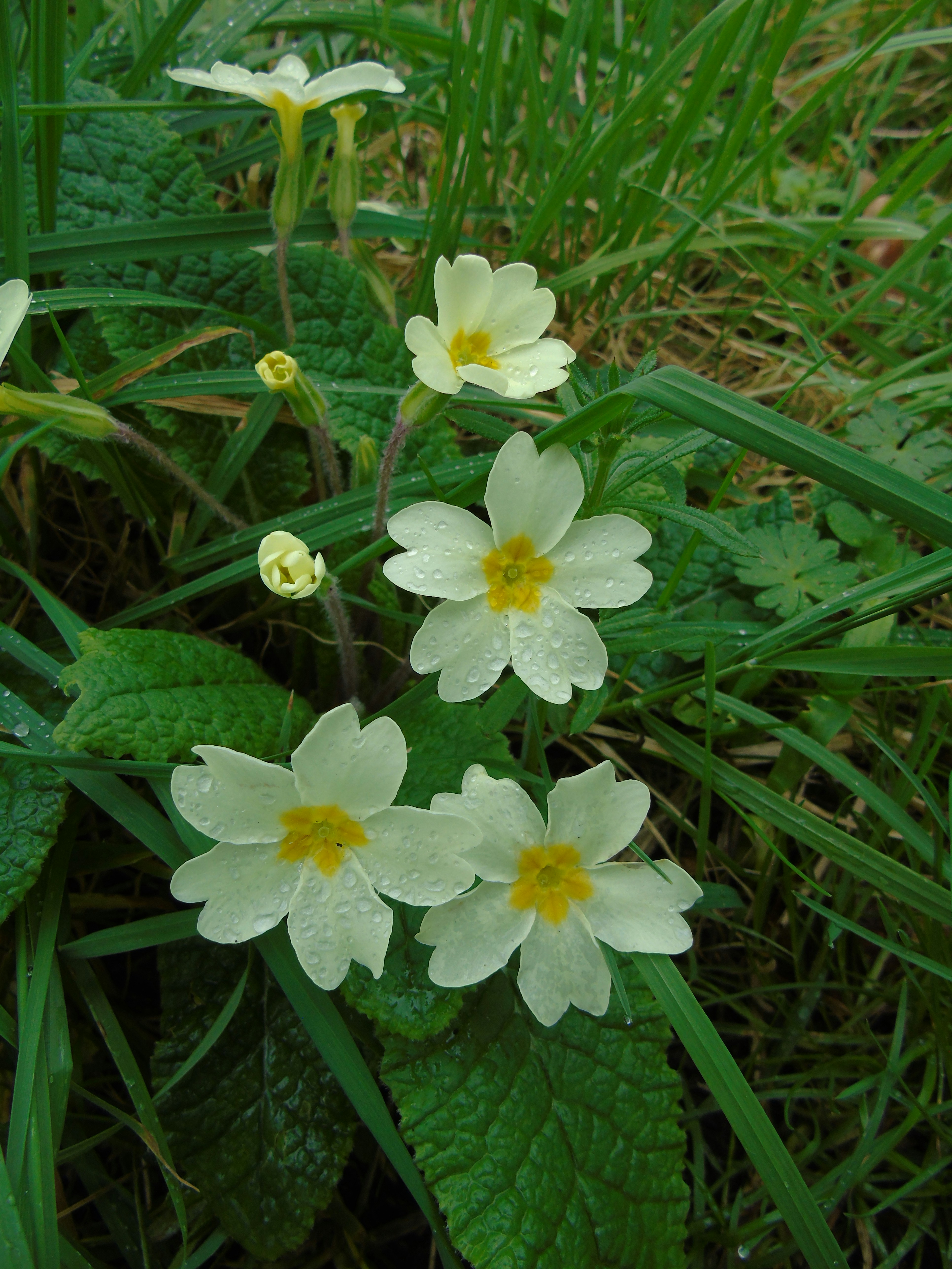 Delicate yellow primrose flowers with water droplets.