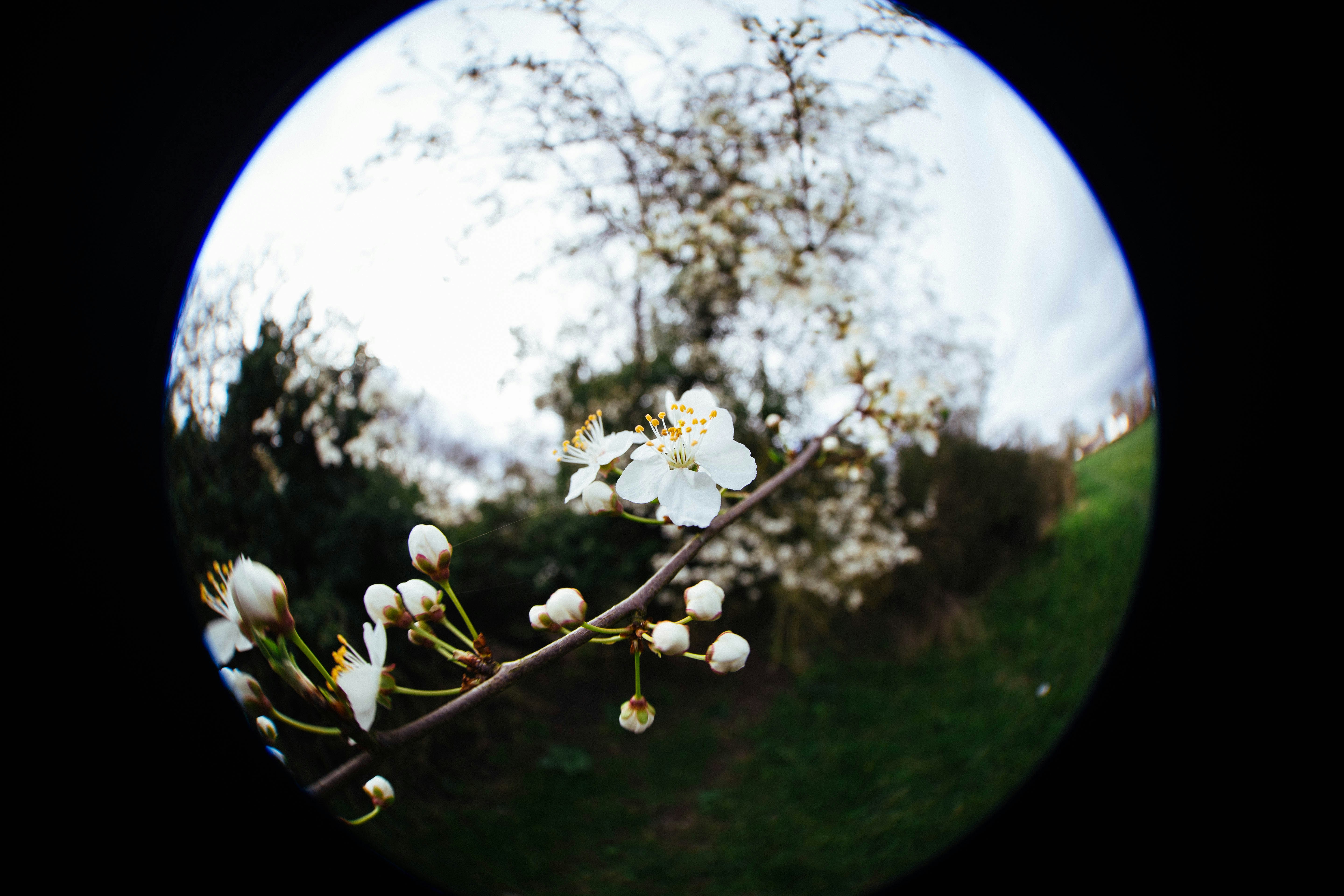 Blossom Ring: A Close-Up Leap into Spring