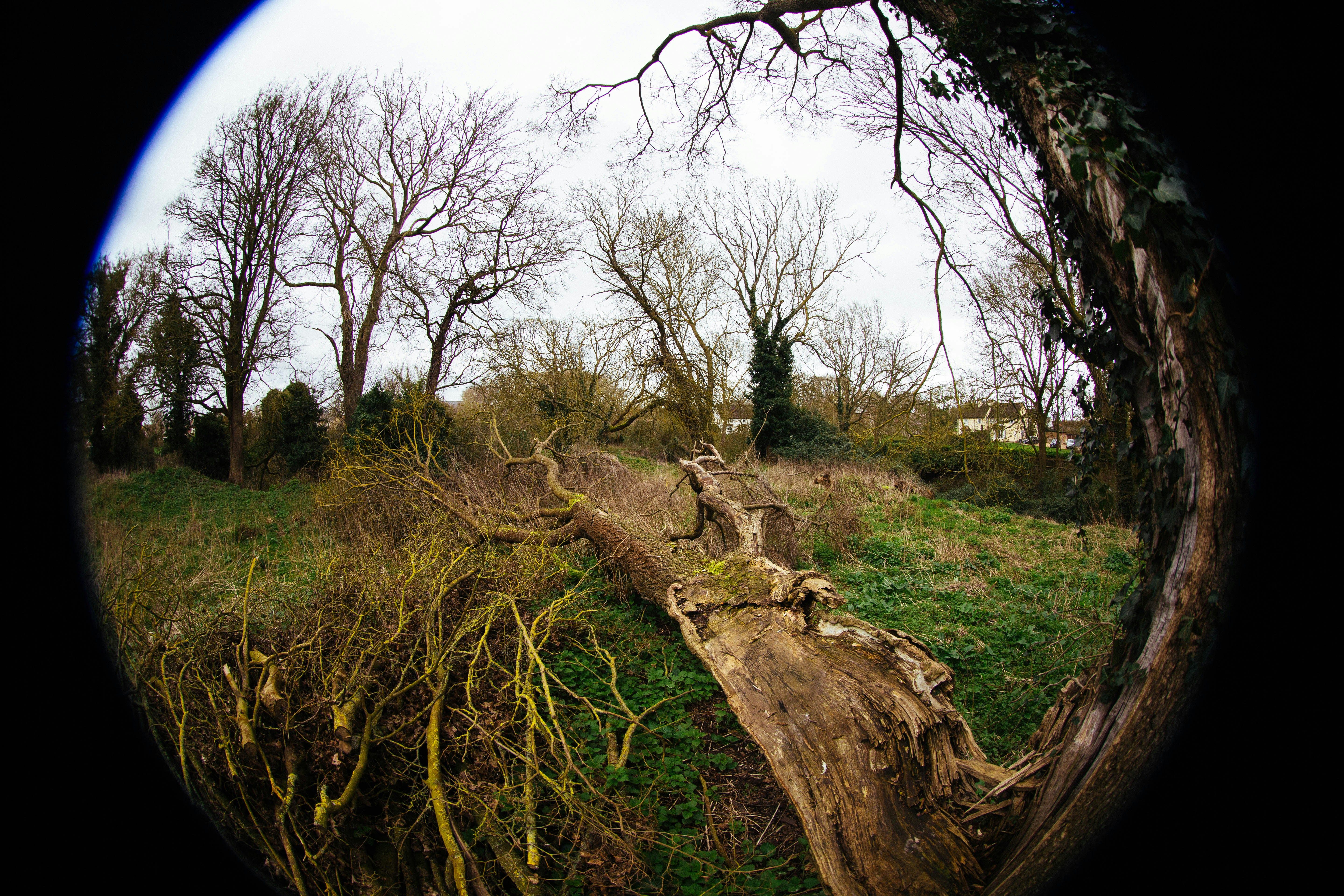 Fallen Tree Corridor: A Sunlit Riverbank Framed by Barren Branches