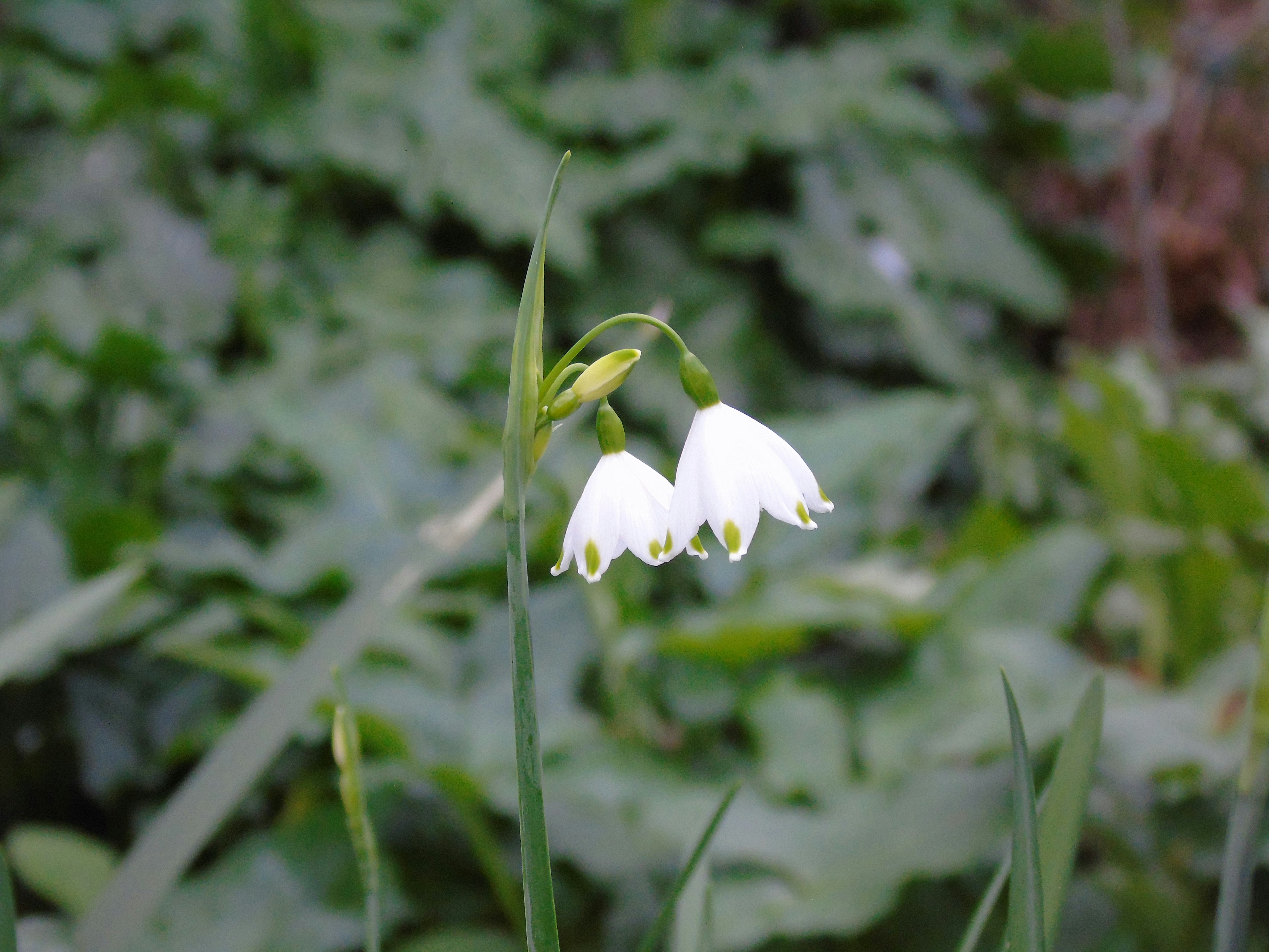 Two white snowdrop flowers with green tips.