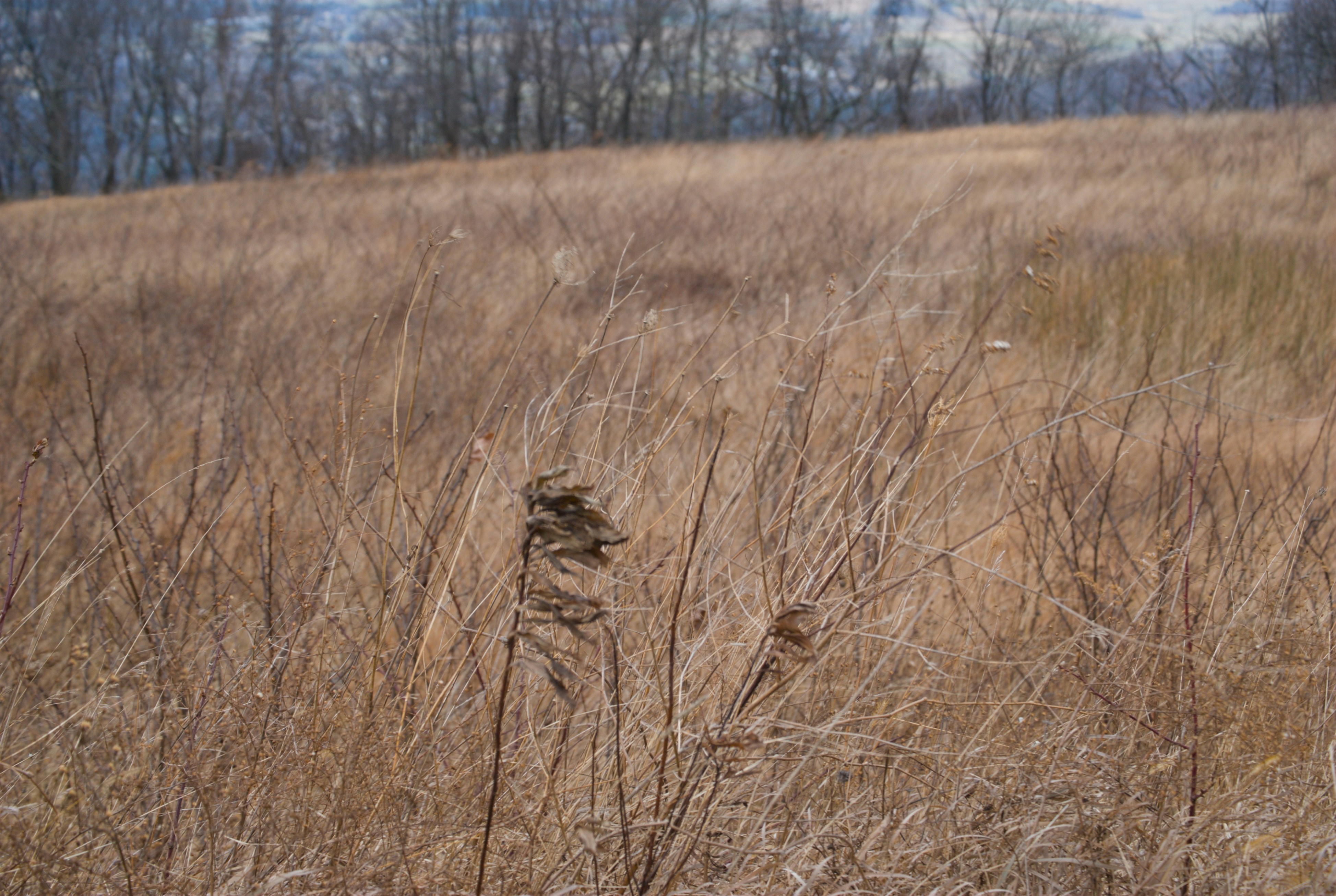 Winter Grassland Quiet: A Field of Tall Stems Under a Distant Flock of Trees