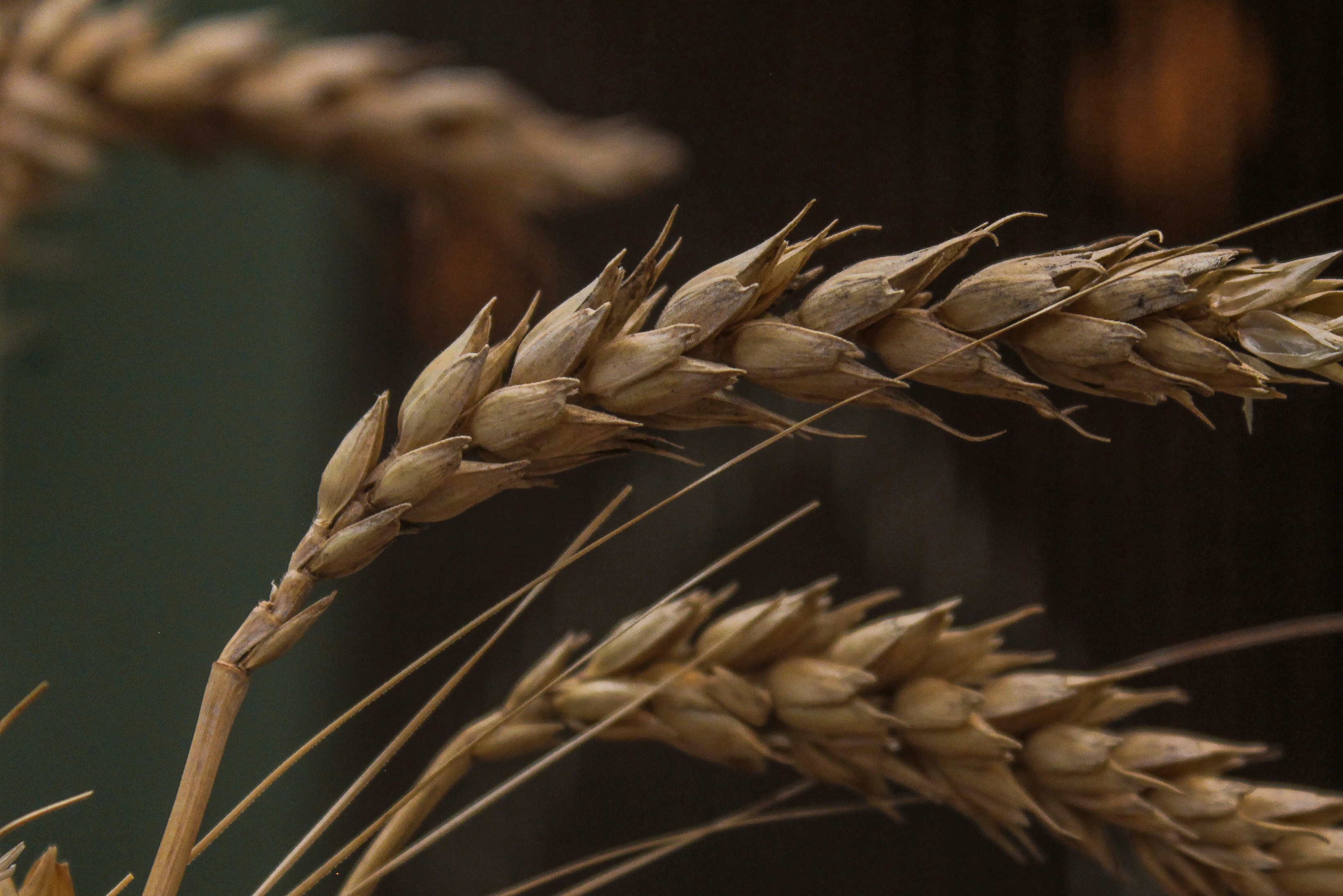 Wheat Fronds in Focus: Quiet Texture Against a Dark Backdrop
