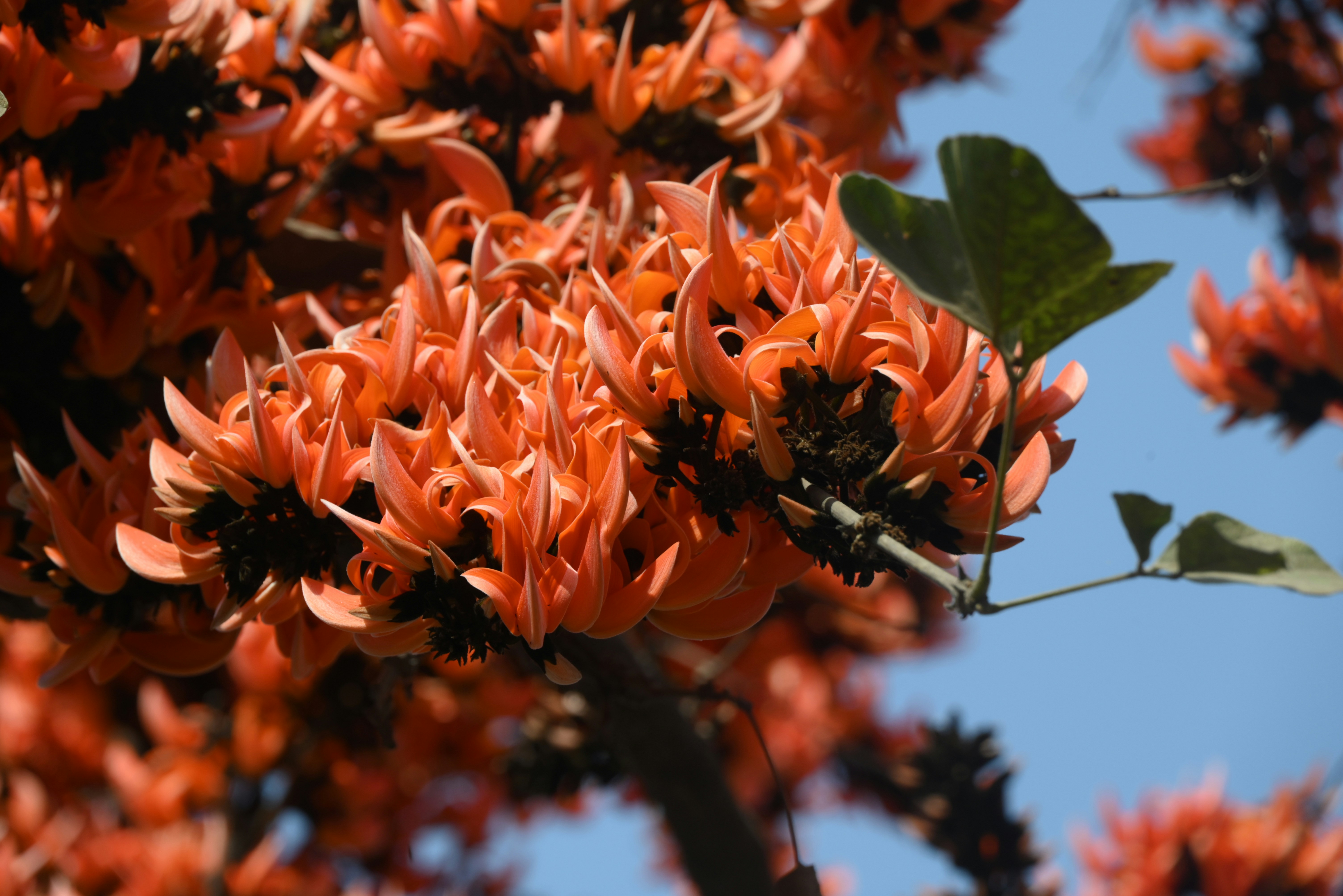 Crimson Orchid Blossoms Against a Cerulean Sky