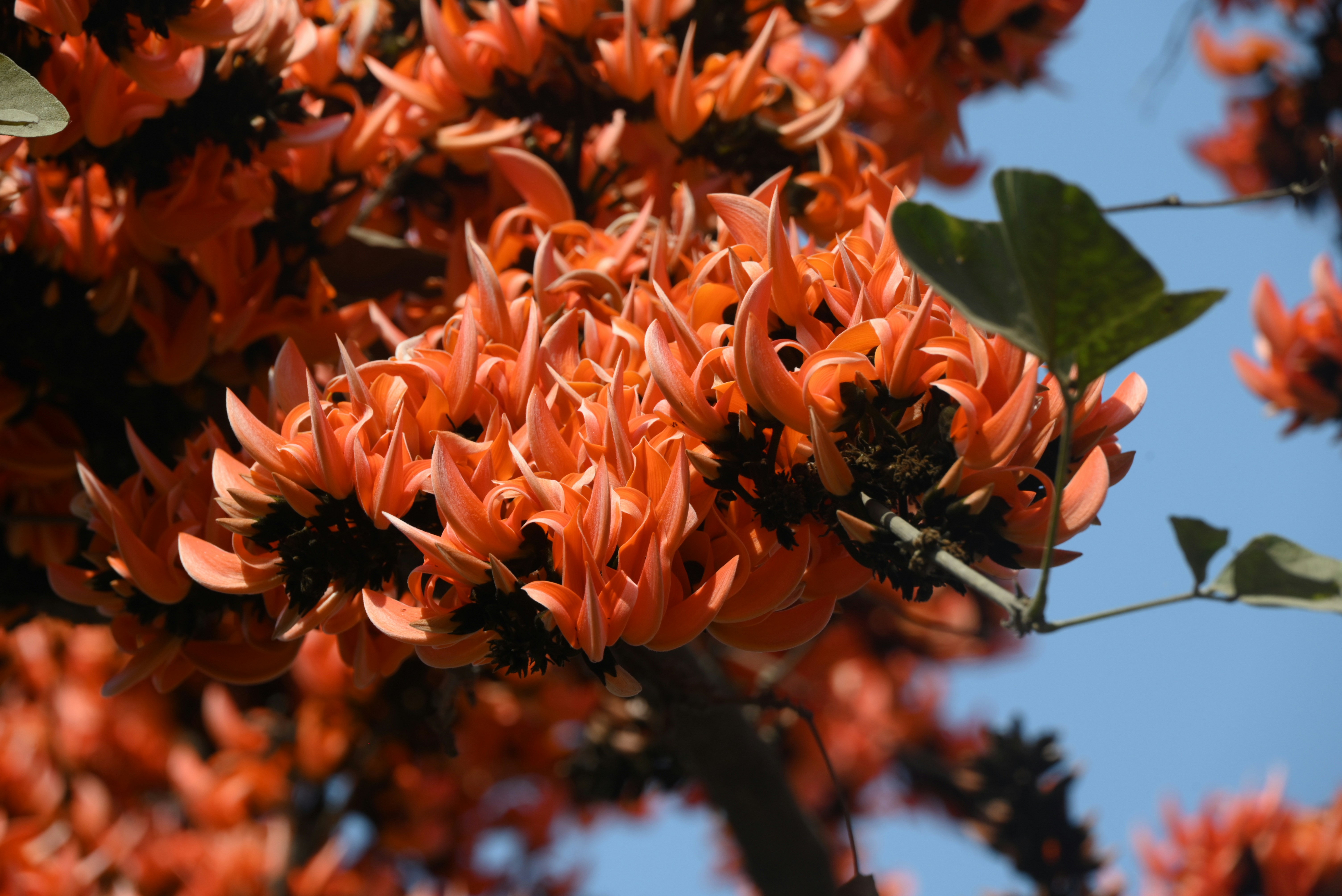 Orange blossom canopy under a clear blue sky
