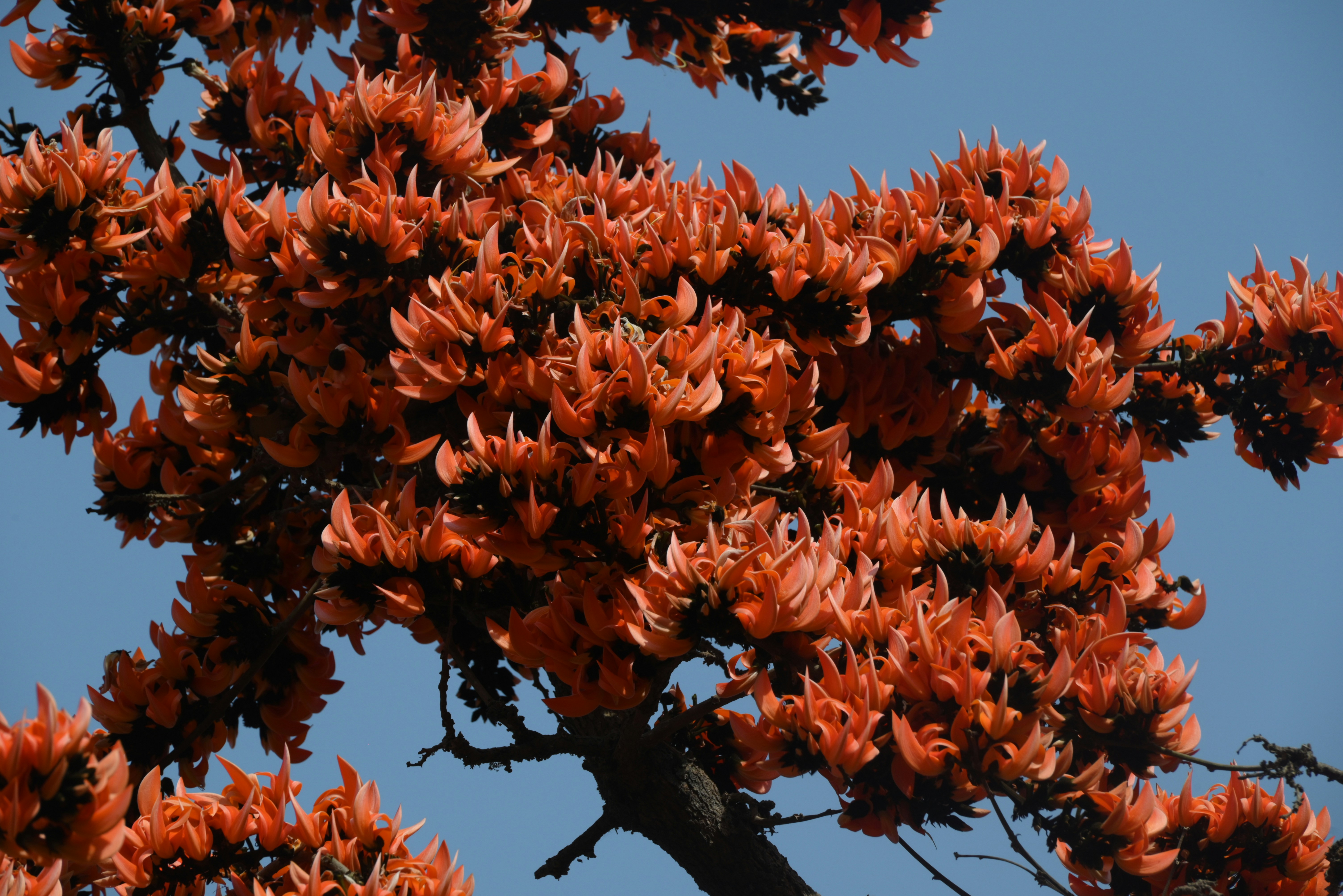 Crimson Canopy: Floral Branches against a Clear Sky