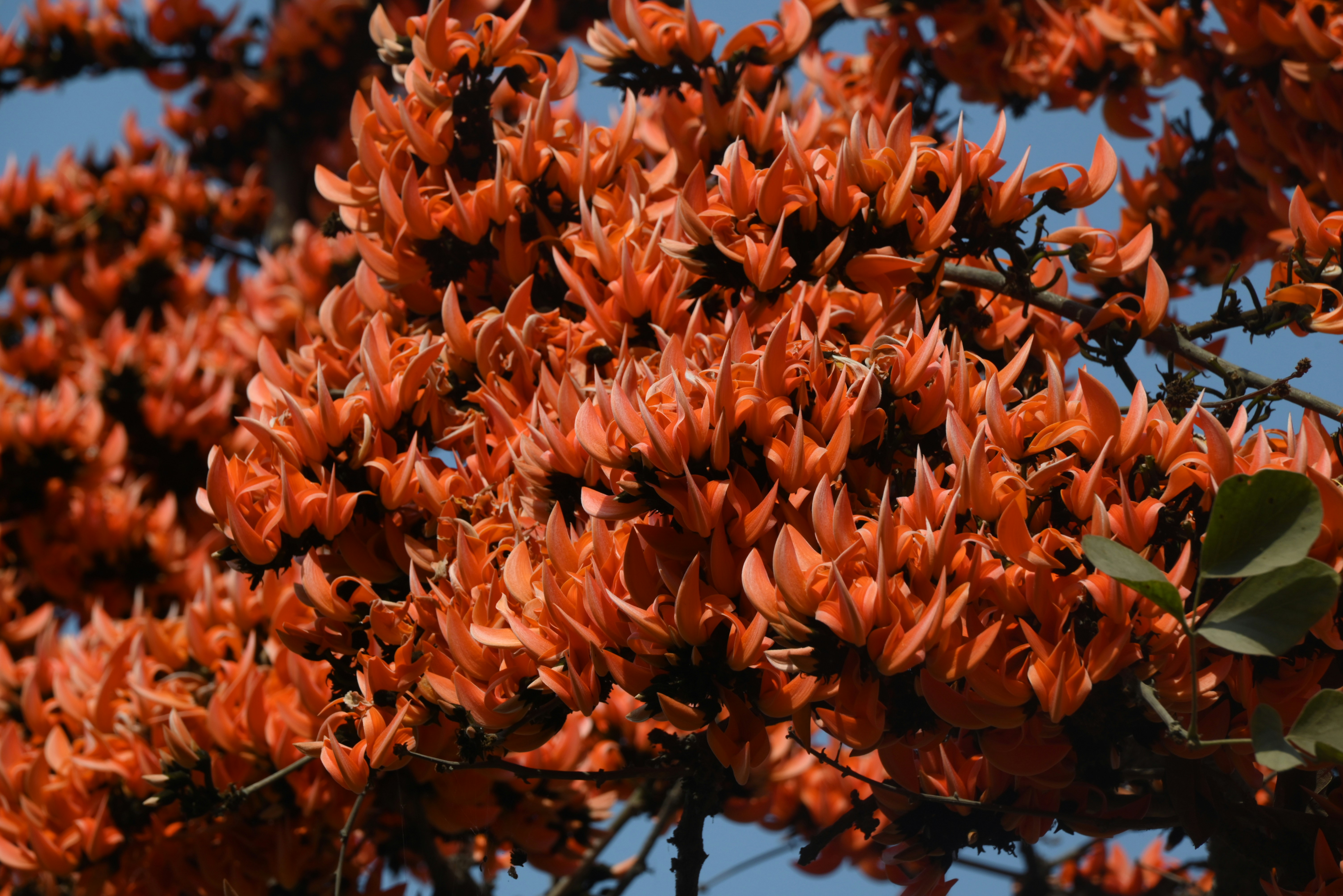 Crimson Bloom canopy against a clear sky