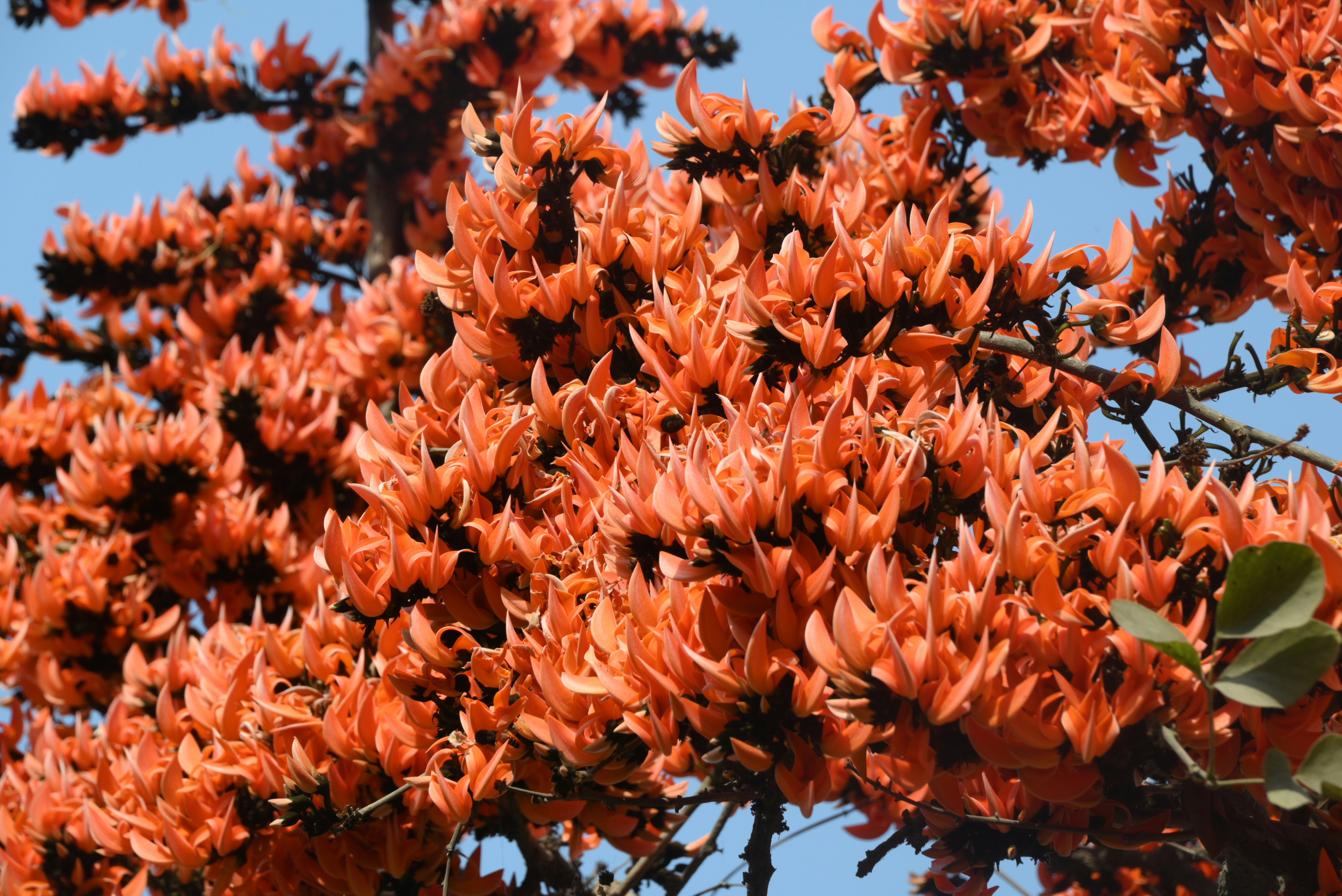 Crimson Cascade: A Burst of Coral-Orange Blooms Against a Clear Sky