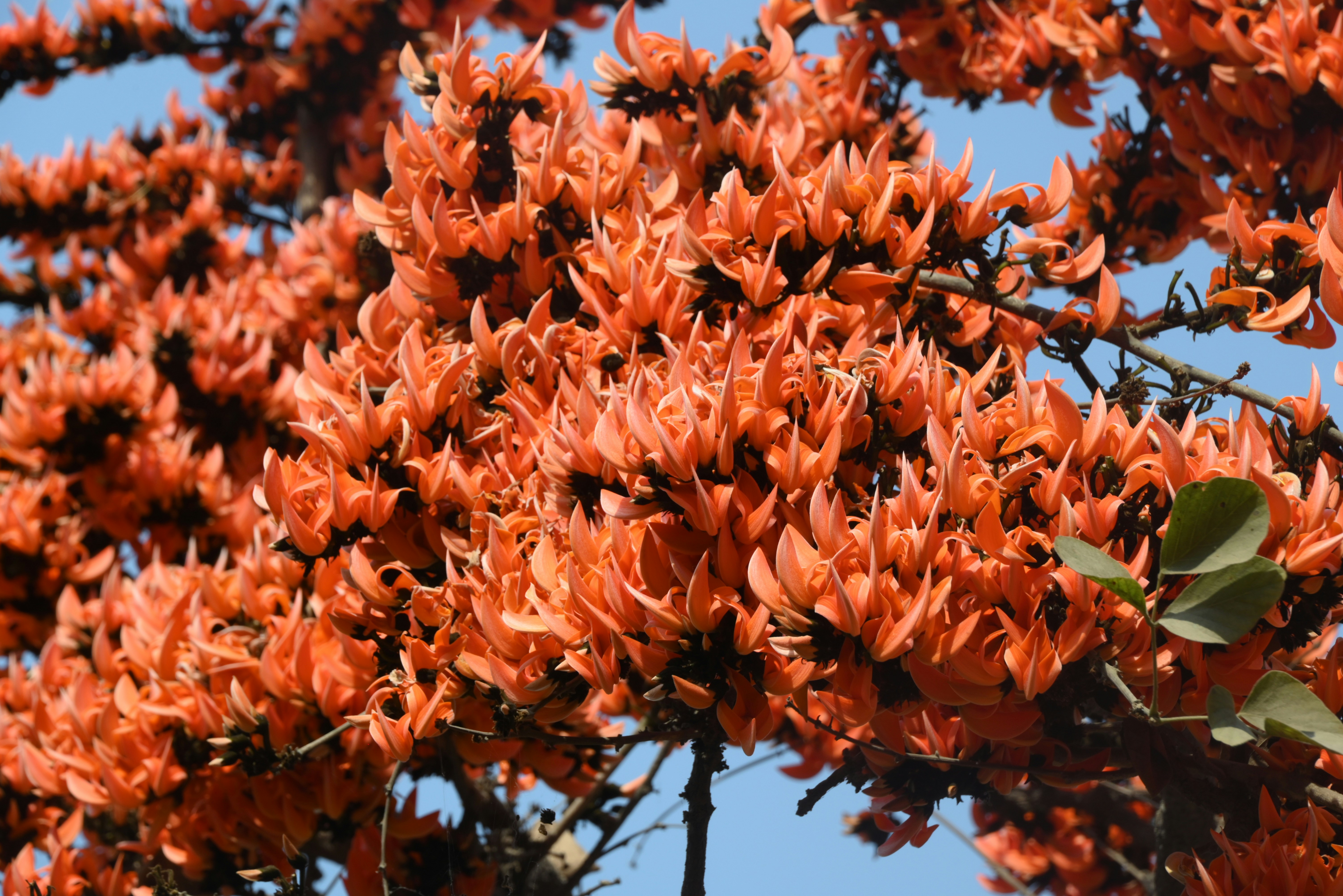 Crimson Bloom Cloud: Close-up of Coral-Red Flowers Against a Clear Sky