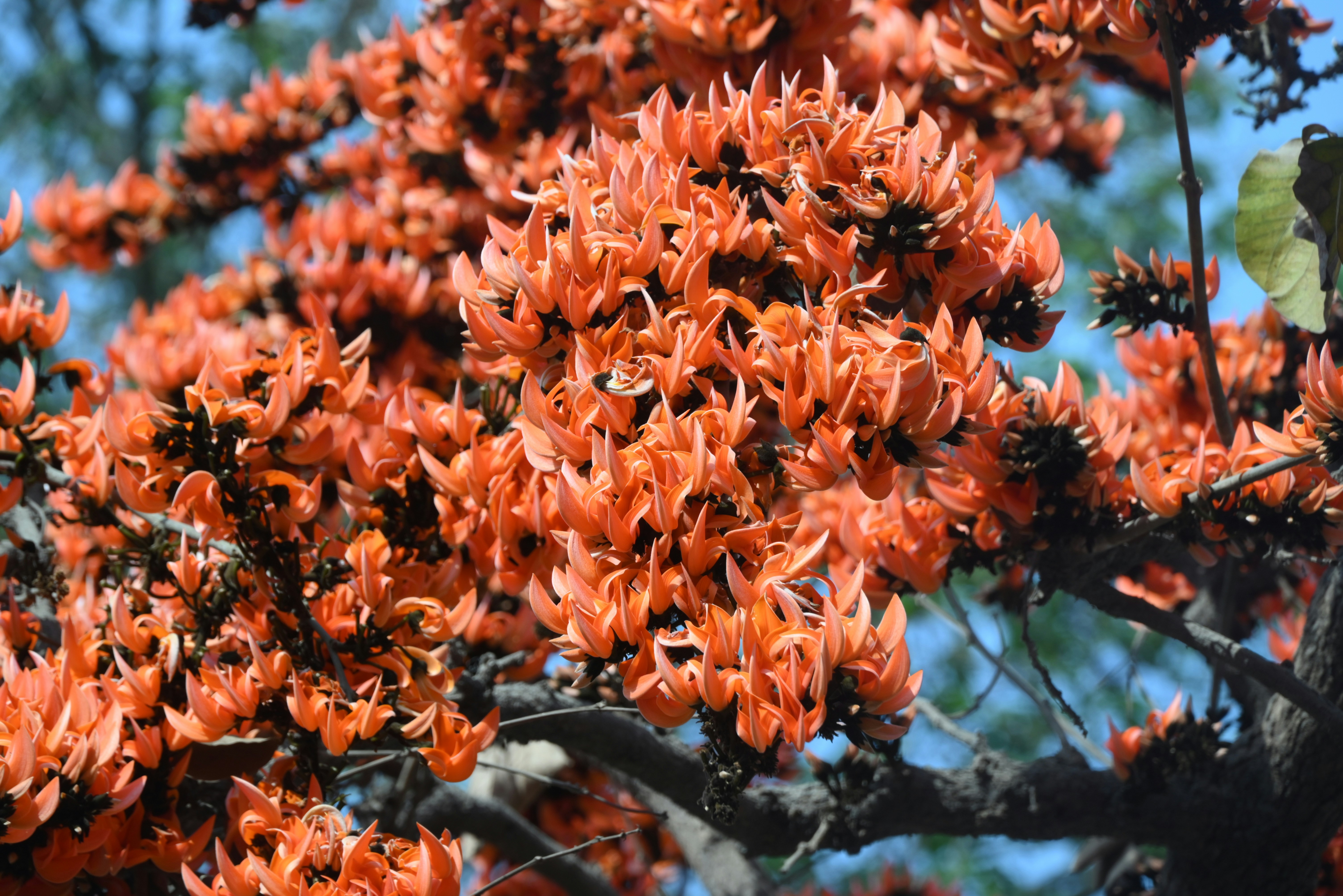 Sunlit Coral Bloom: A Dense Parade of Orange Flowers
