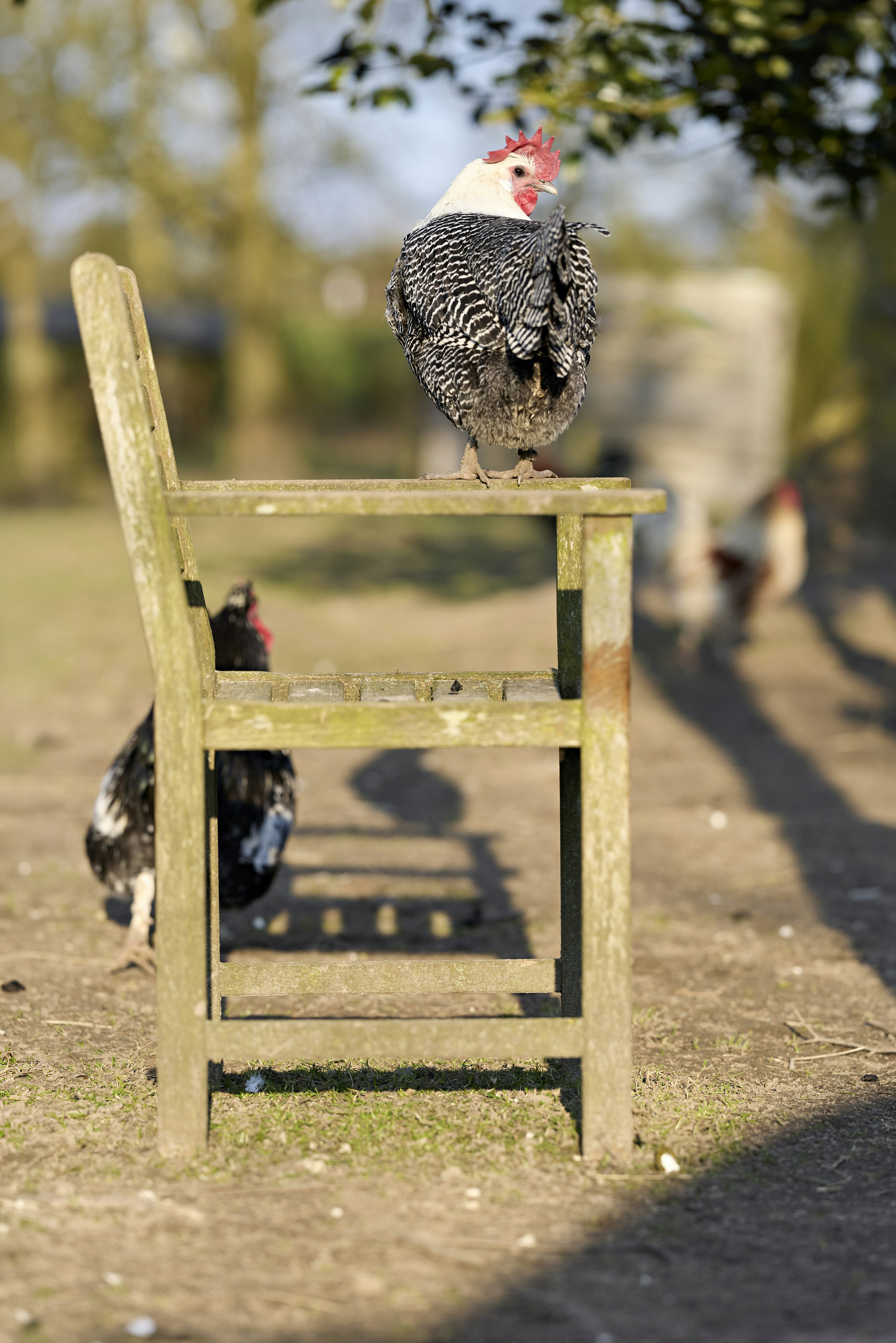 Roosting Peregrine on Wooden Bench: A Chickens’ Corner