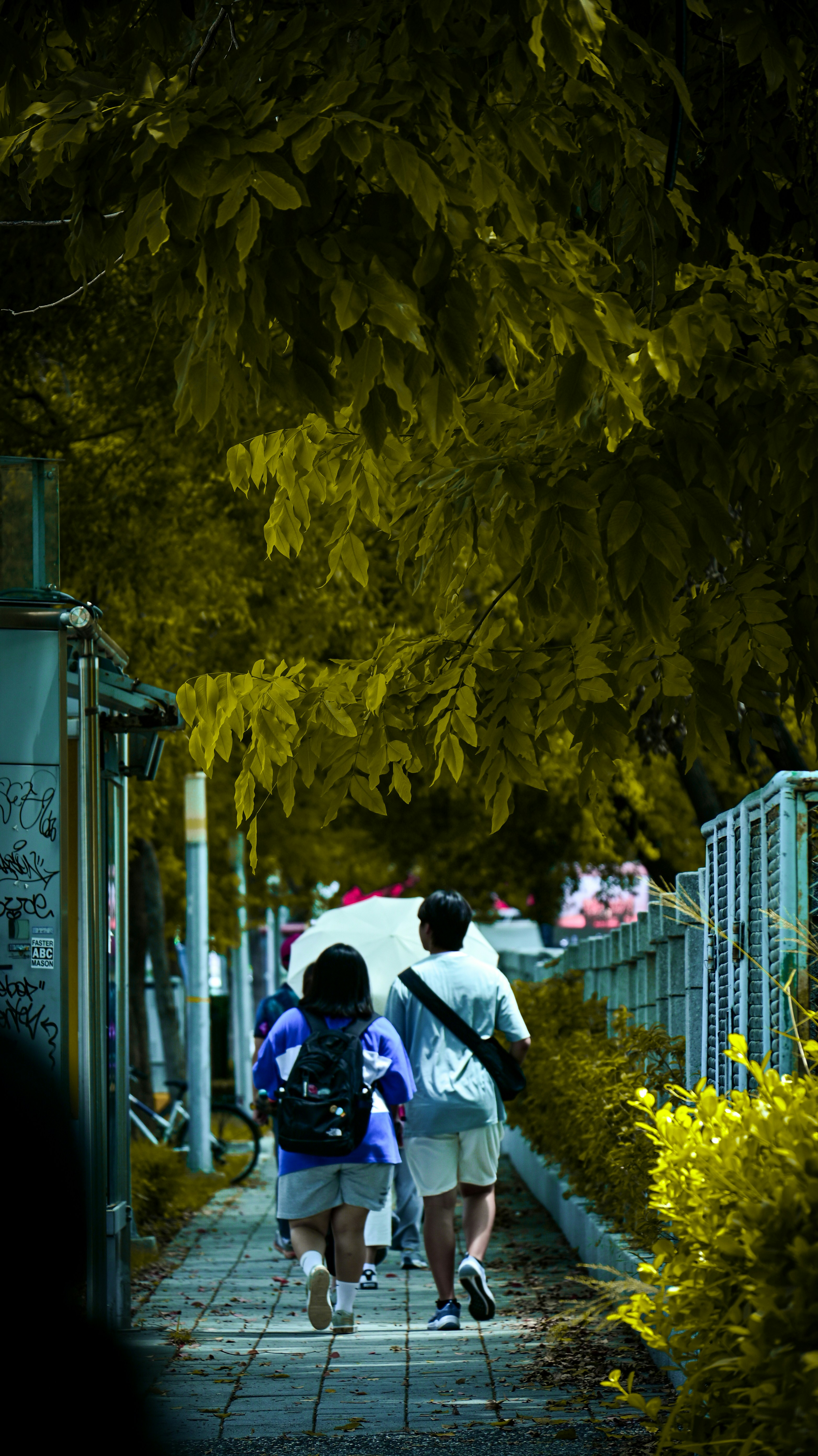 Two Wanderers Under a Canopy: A Quiet Campus Path