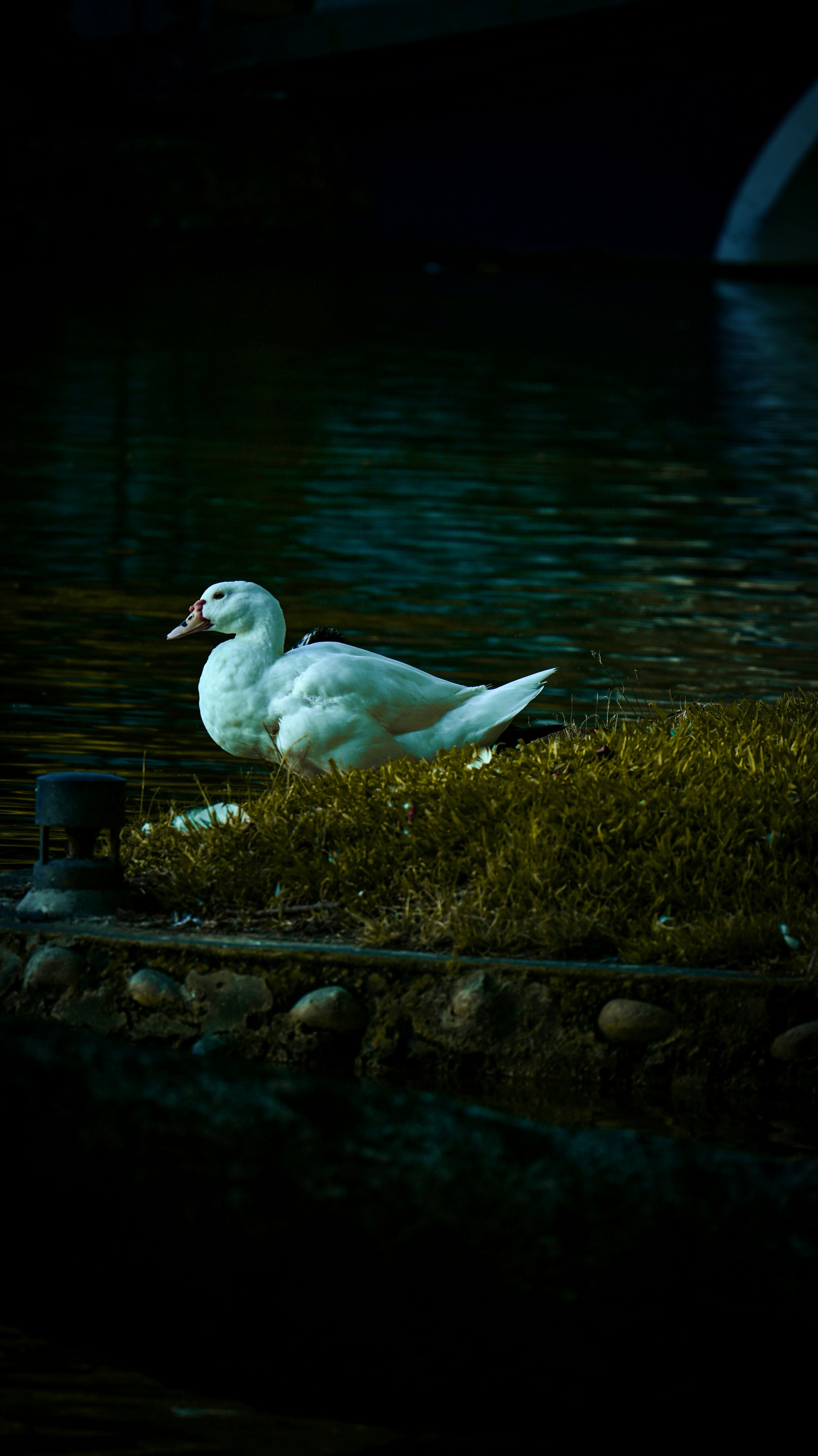 White Duck by the Quiet Shore: Evening Light and Ripples