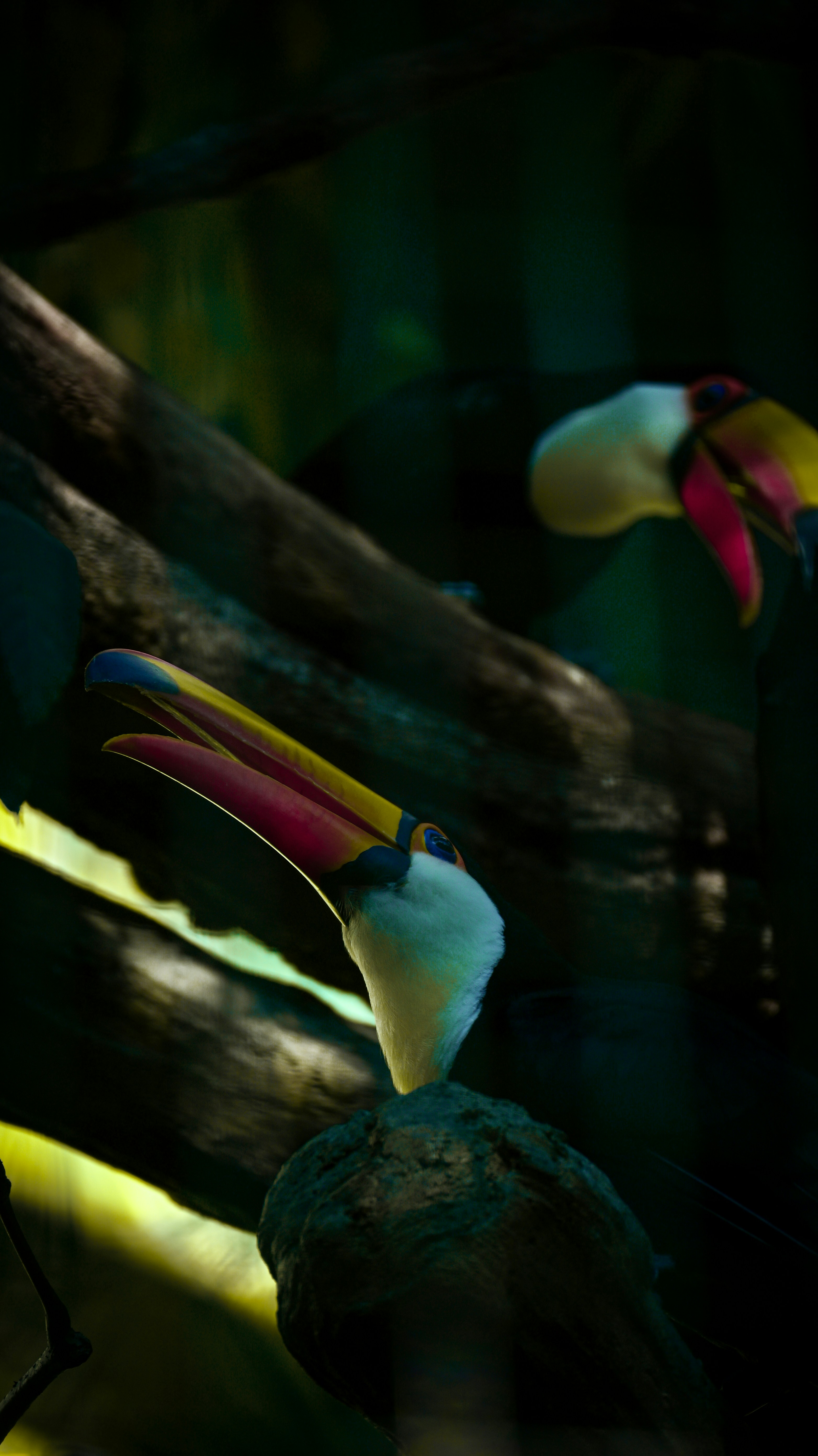 Emerald-Tipped Beak: A Toucan’s Quiet Gaze Across the Branch