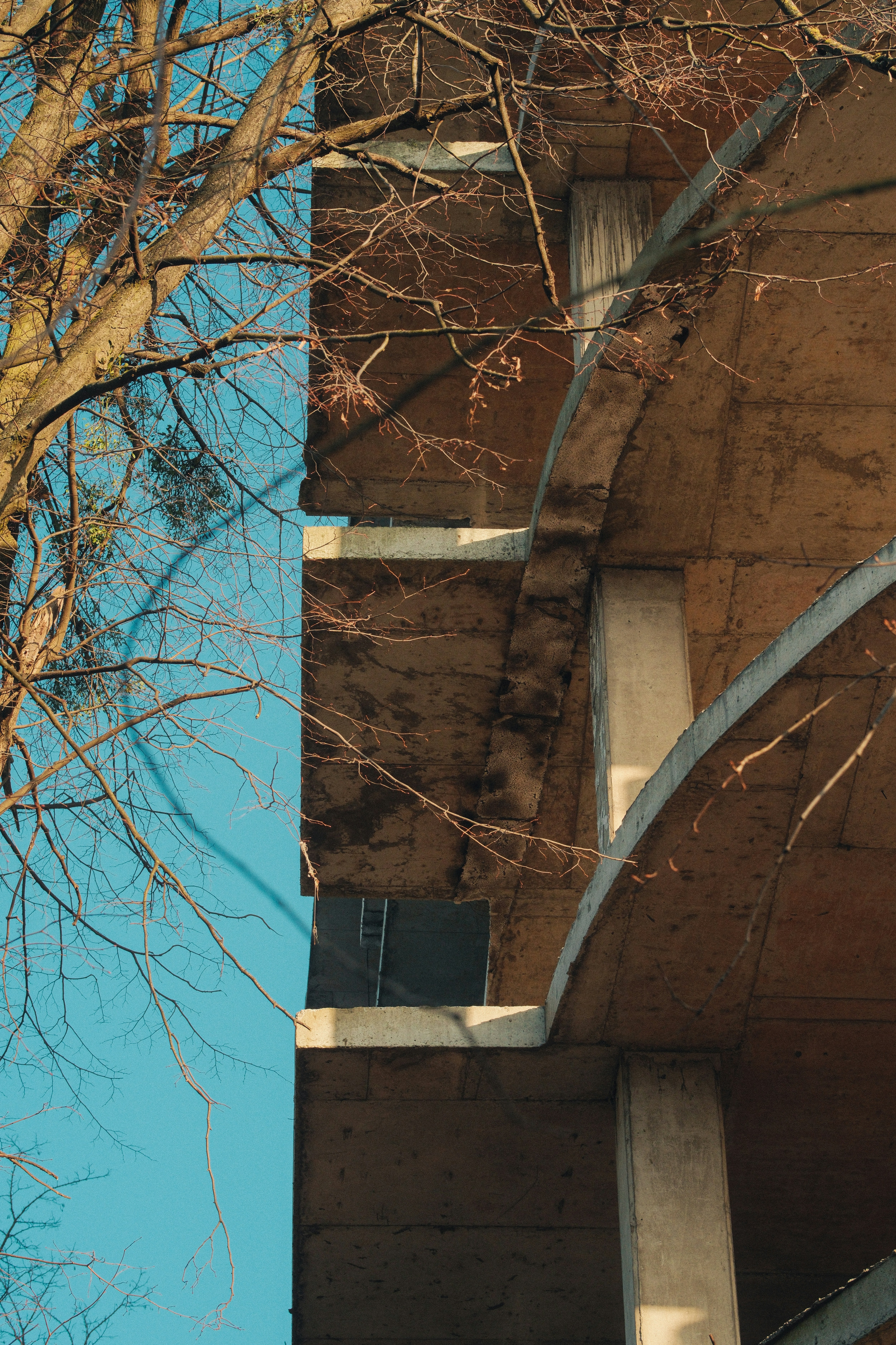 Concrete Arches and Bare Branches: Geometry in a Sunlit Overpass