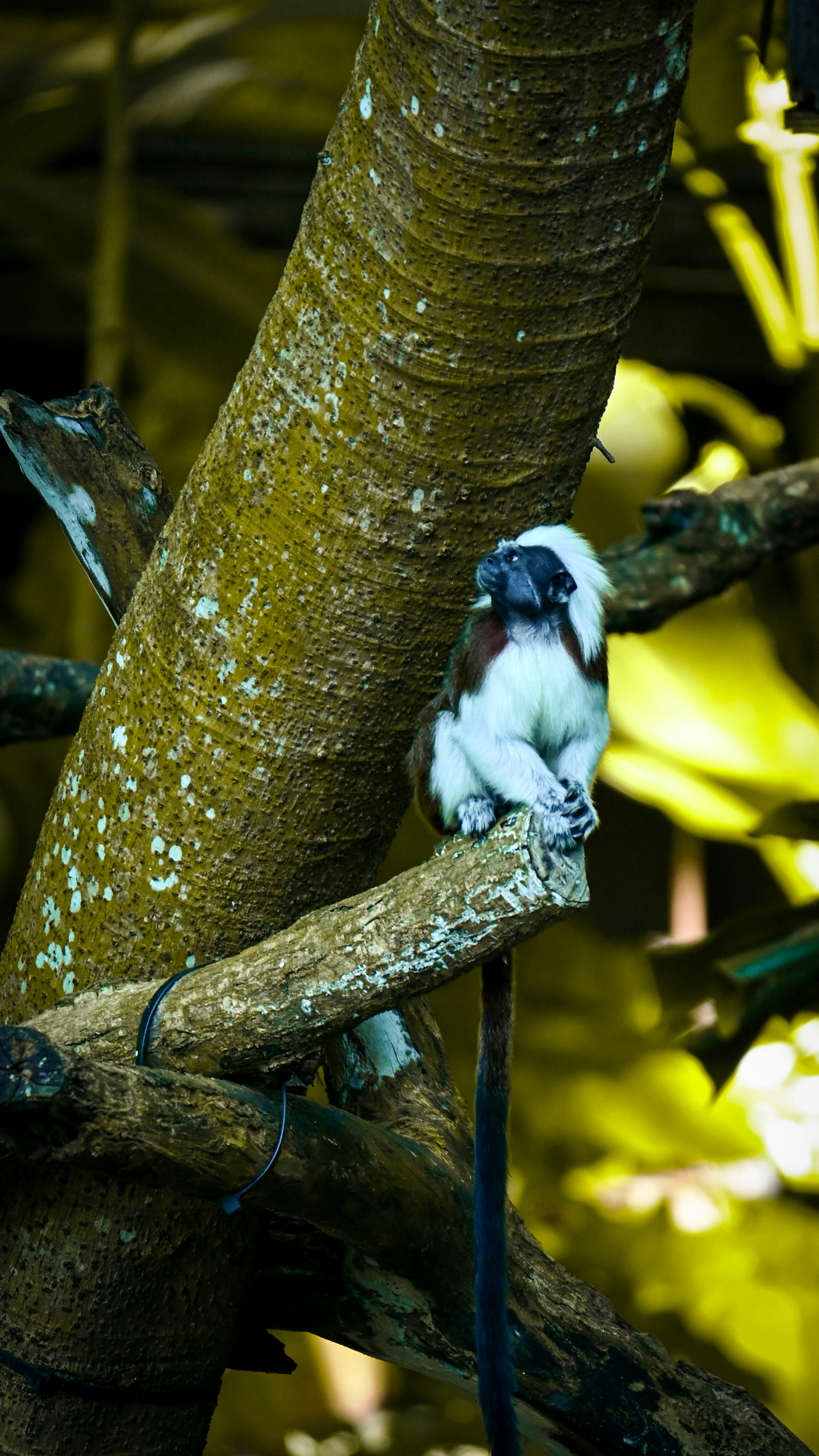 Monkey in the Lichen-Covered Canopy: A Moment of Gaze