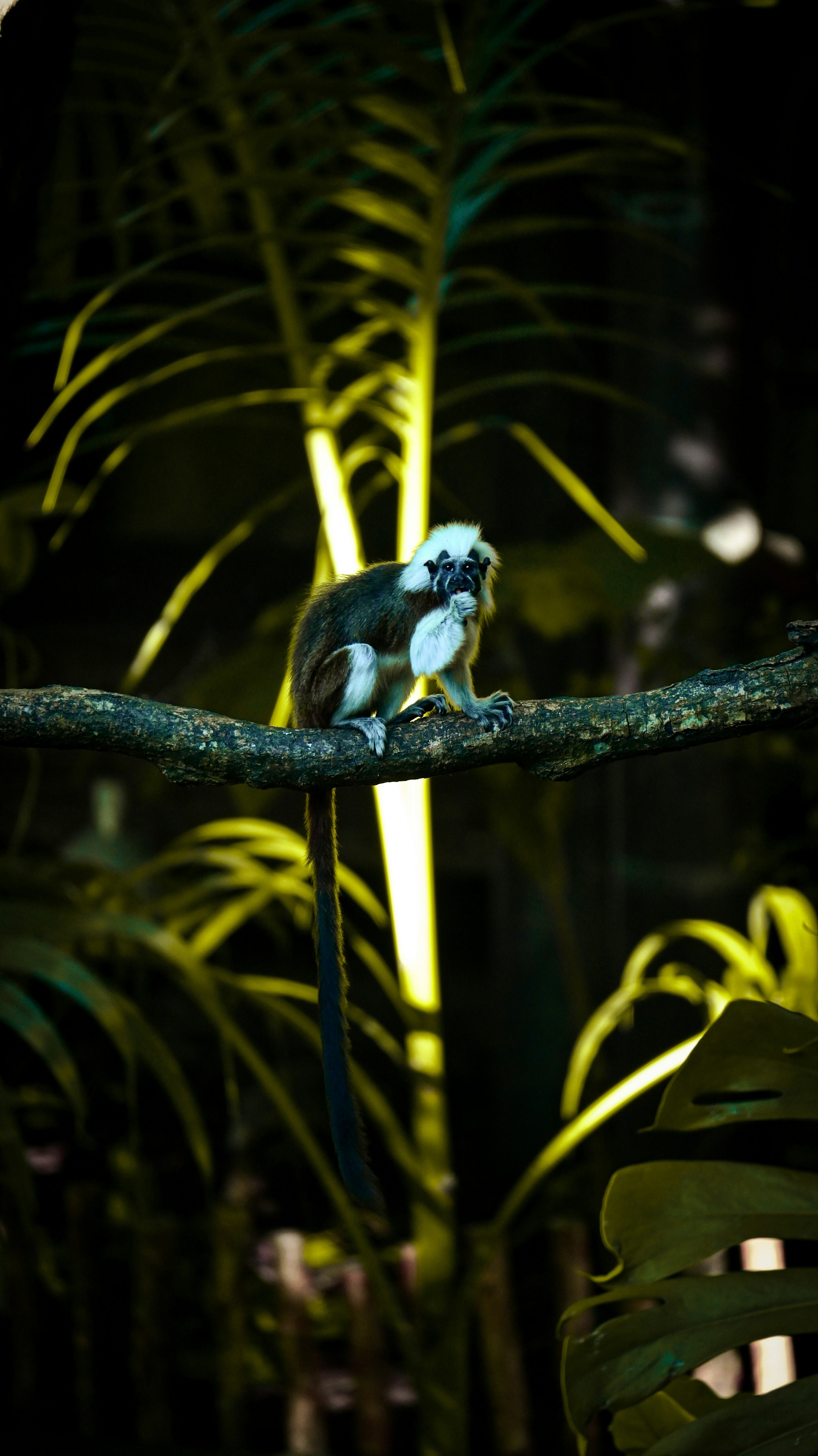 Lone/Silent Watcher on a Neon Branch