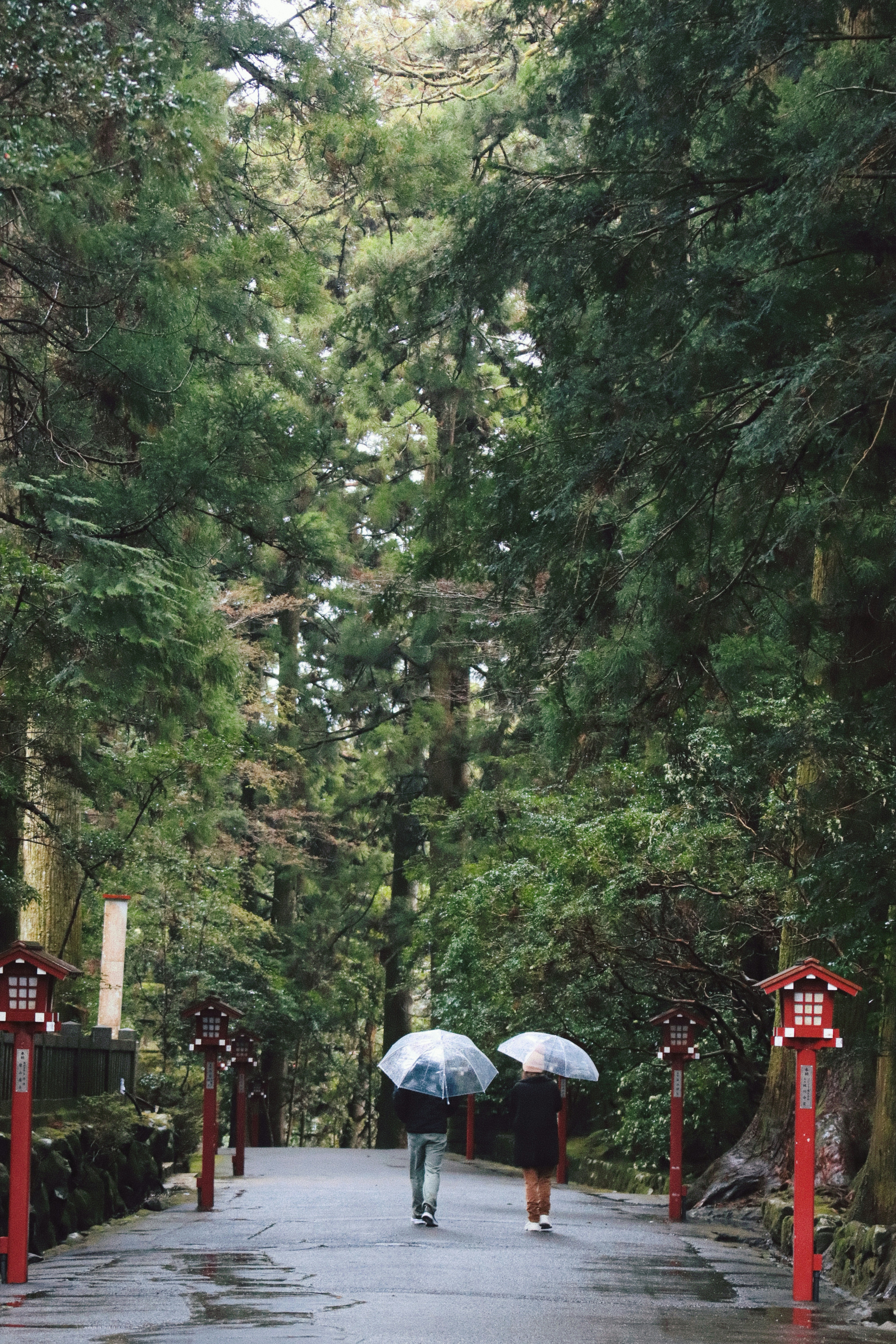 Footpath Through a Sacred Forest Under Umbrella Skies