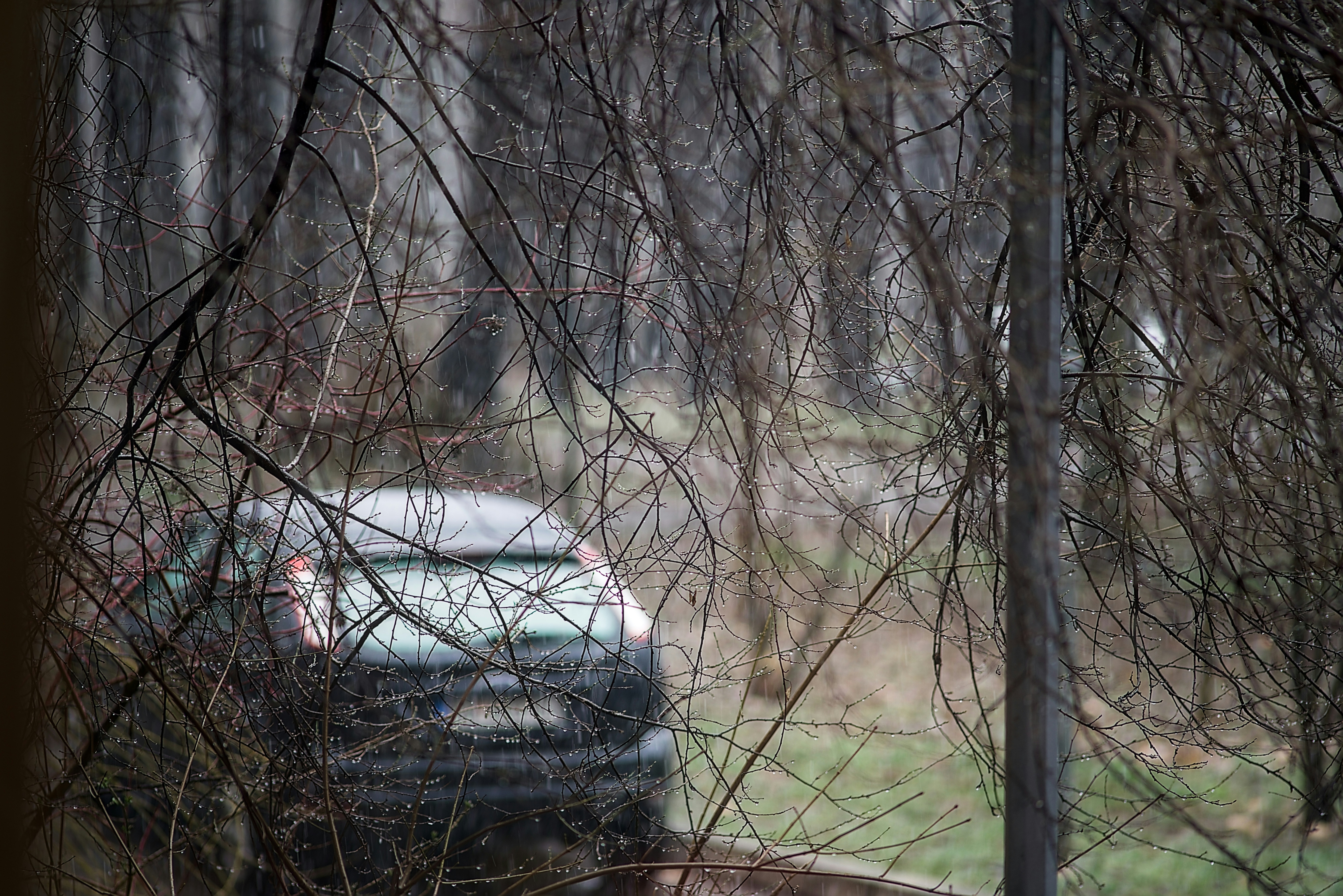 Hidden Car in the Winter Thicket