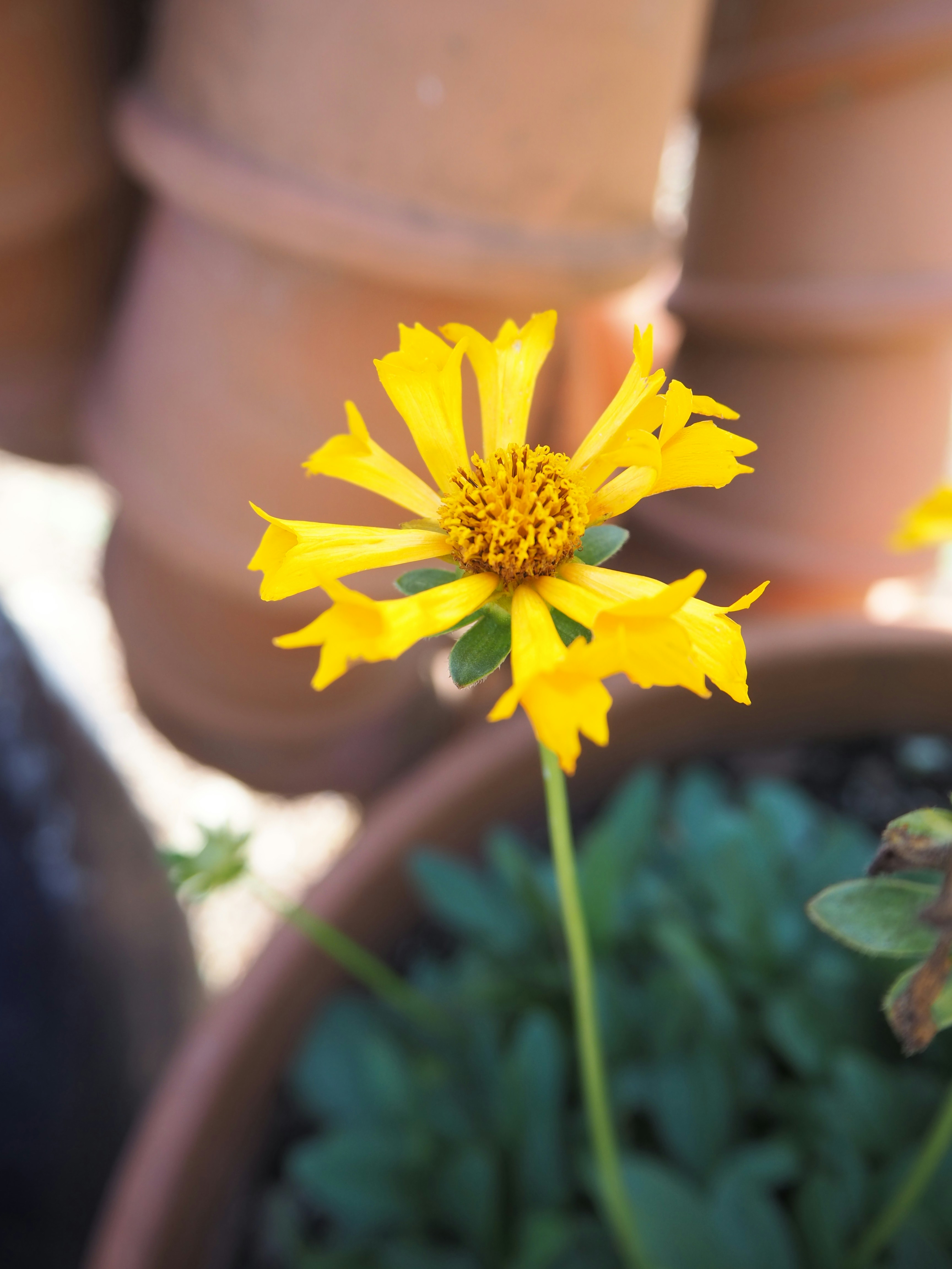 Sunlit Yellow Bloom in a Terracotta Window Lantern