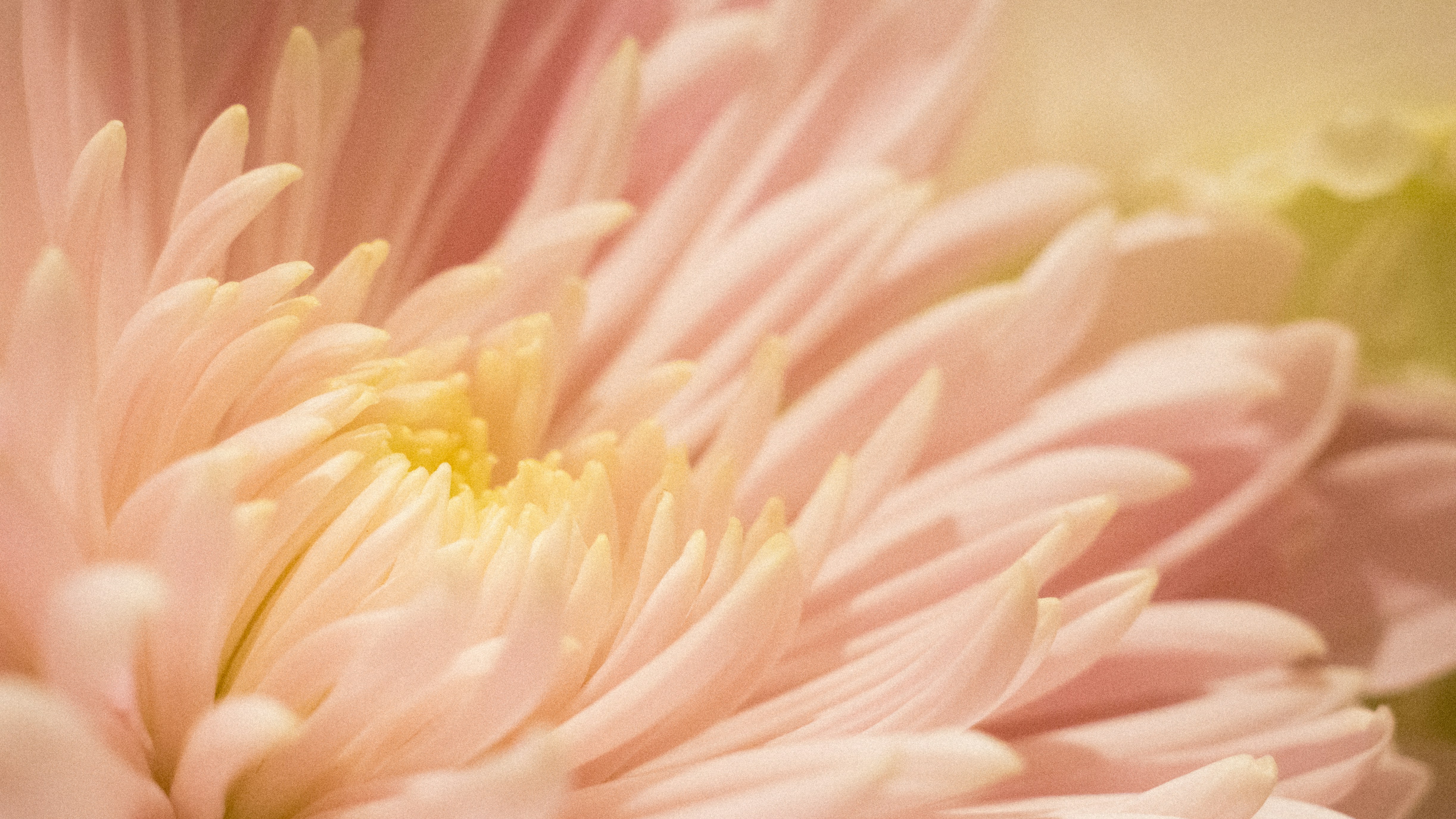 Soft Coral Bloom: Close-Up of Pink Chrysanthemum Petals