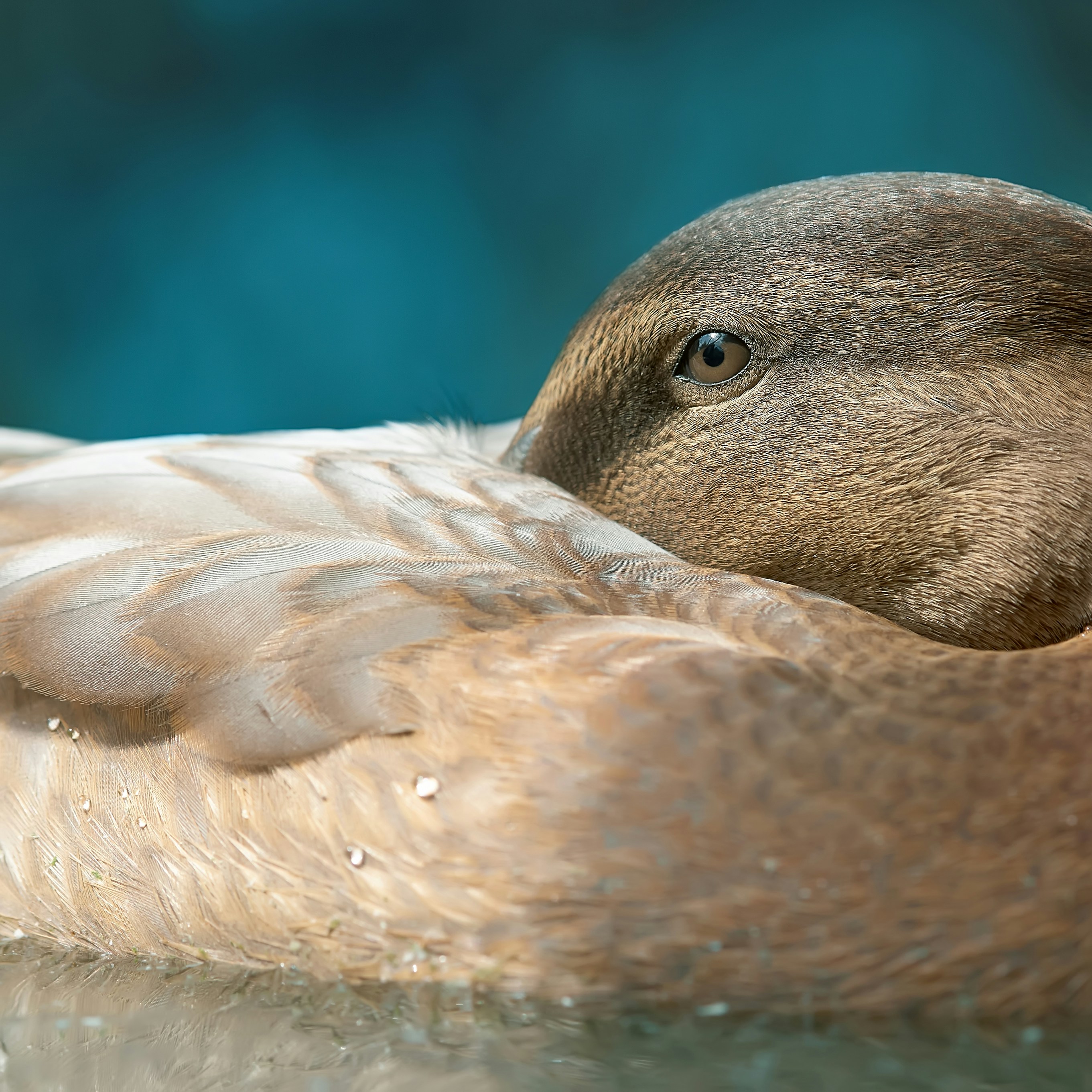 Close-Up of a Resting Duck: Soft Feathers and Quiet Gaze