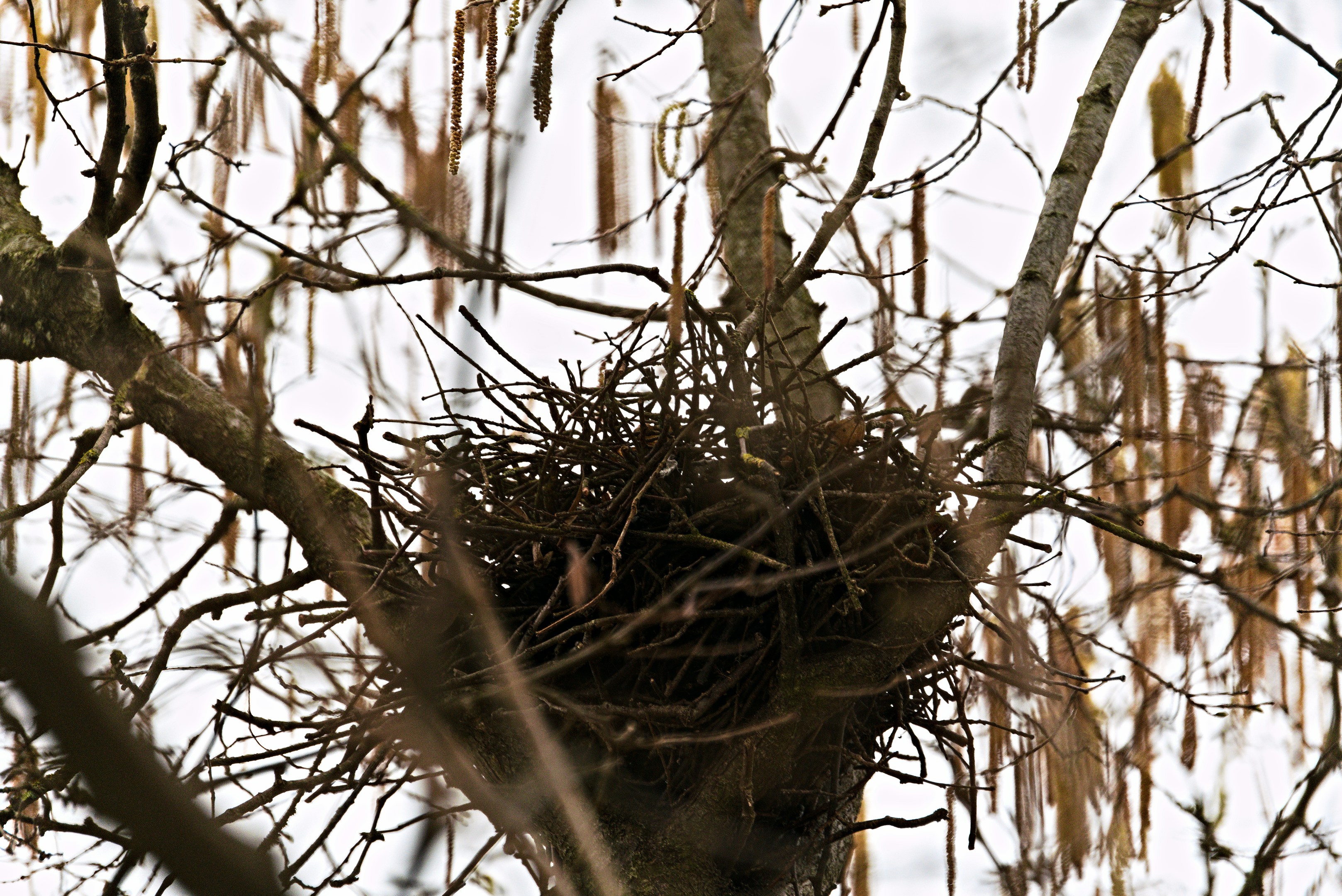 Nest in Bare Branches: Winter Twigwork Centerpiece