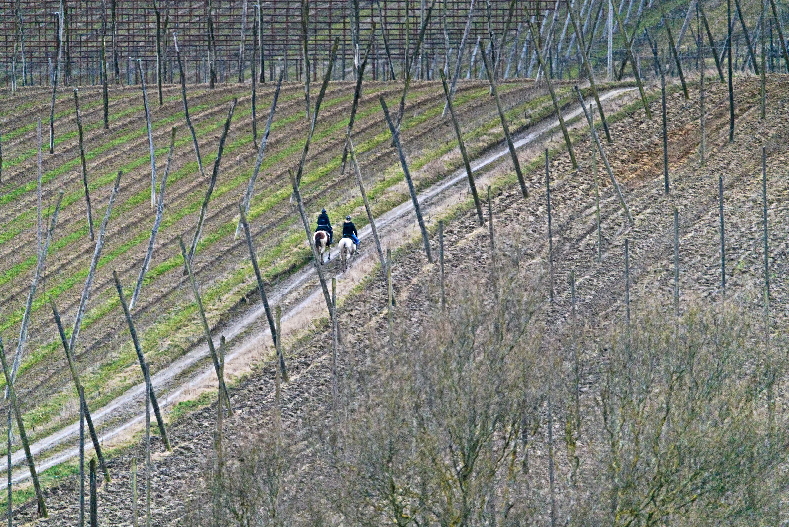 Two Figureheads Walking the Vine Rows Under a Sea of Vines
