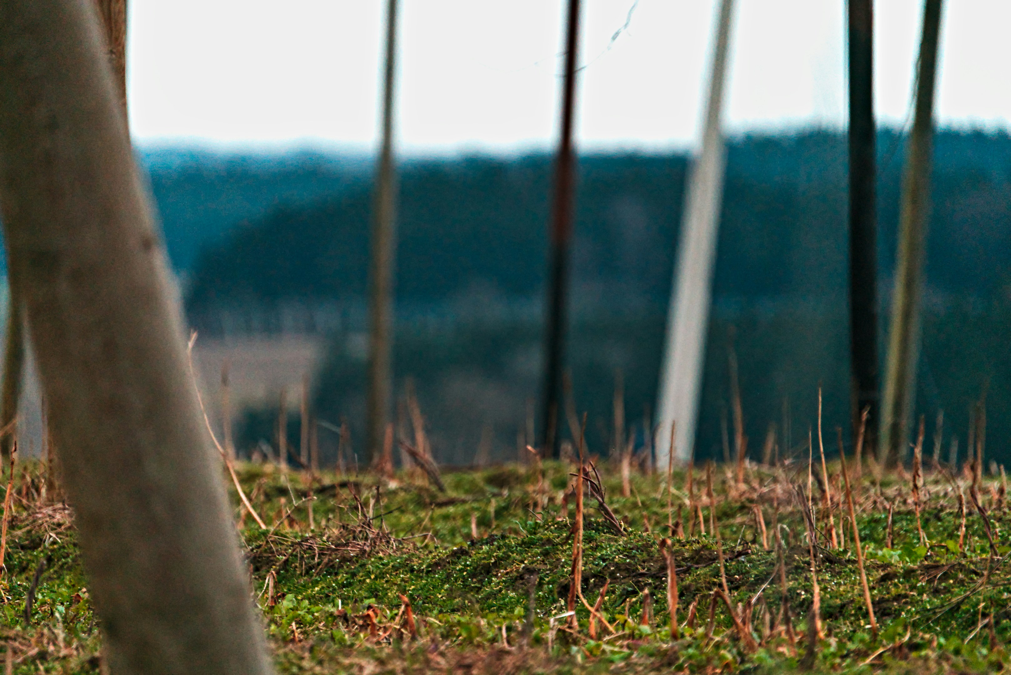 Close-up of grassy soil and slender stems in a field with distant horizon