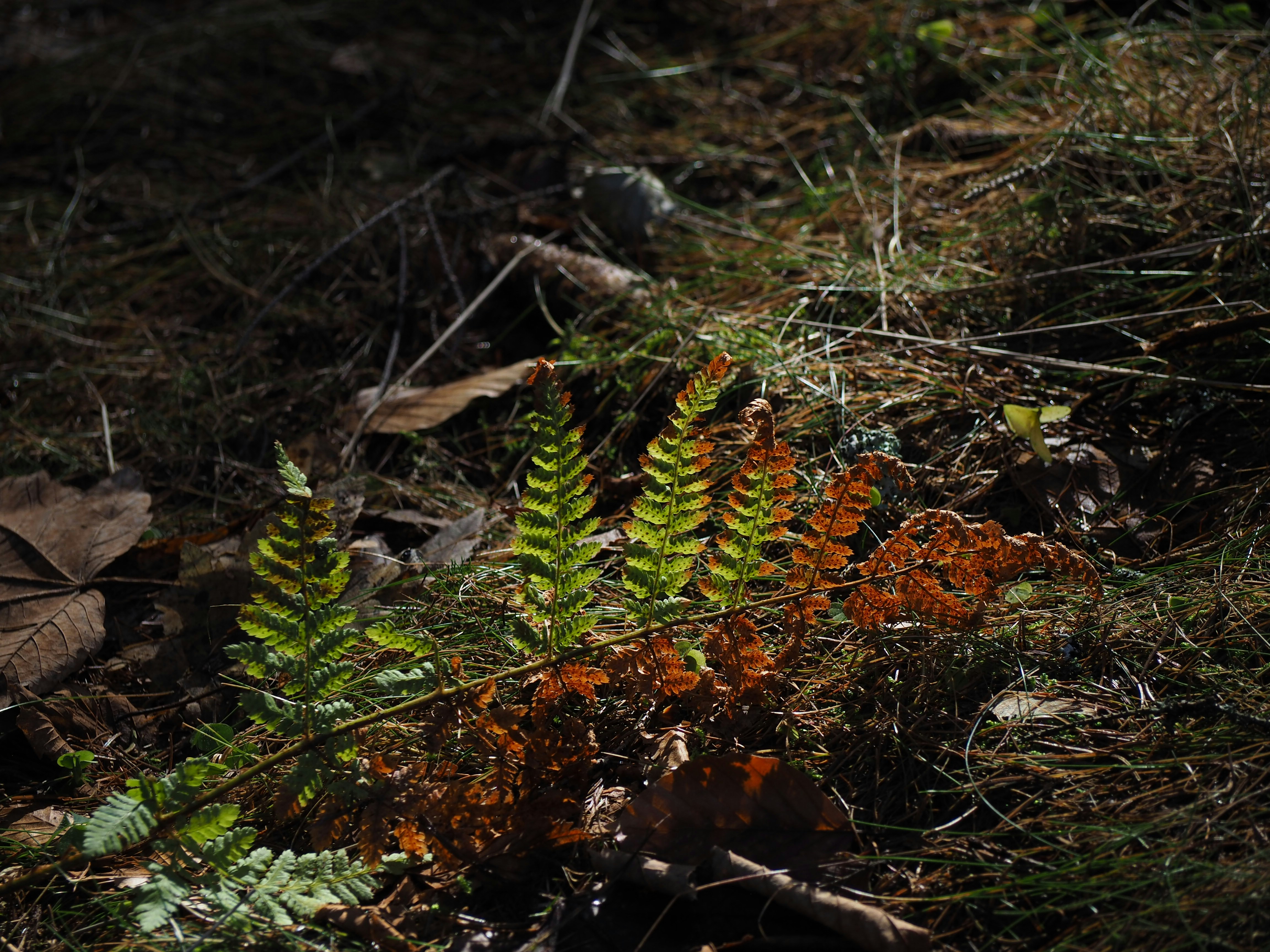 Emerald Ferns on a Forest Floor Catching Autumn Light
