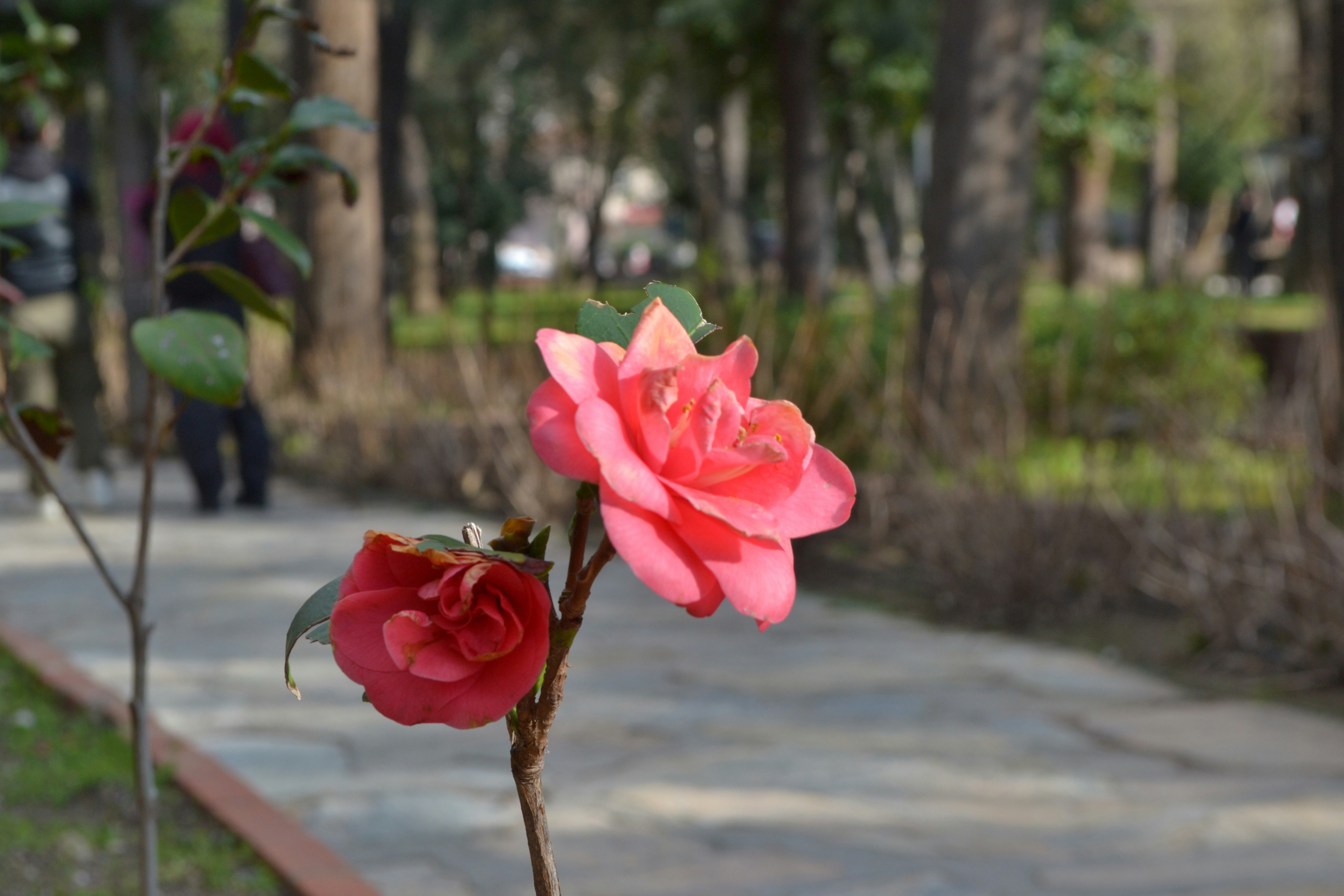 Pink Rose in Focus: A Quiet Moment on the Park Path