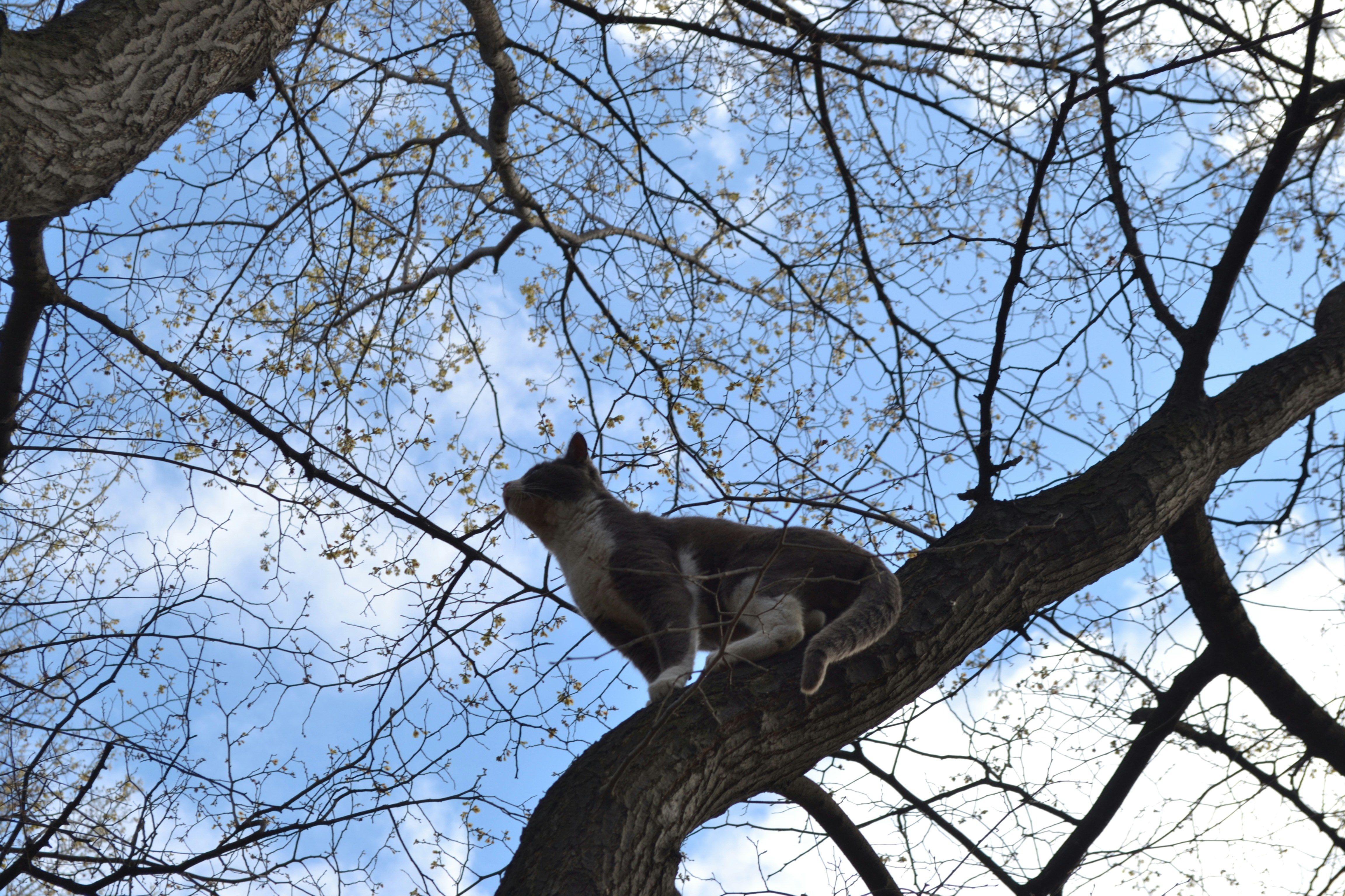 Lynx on a Branch: A Cat’s View Among Bare Winter Limbs