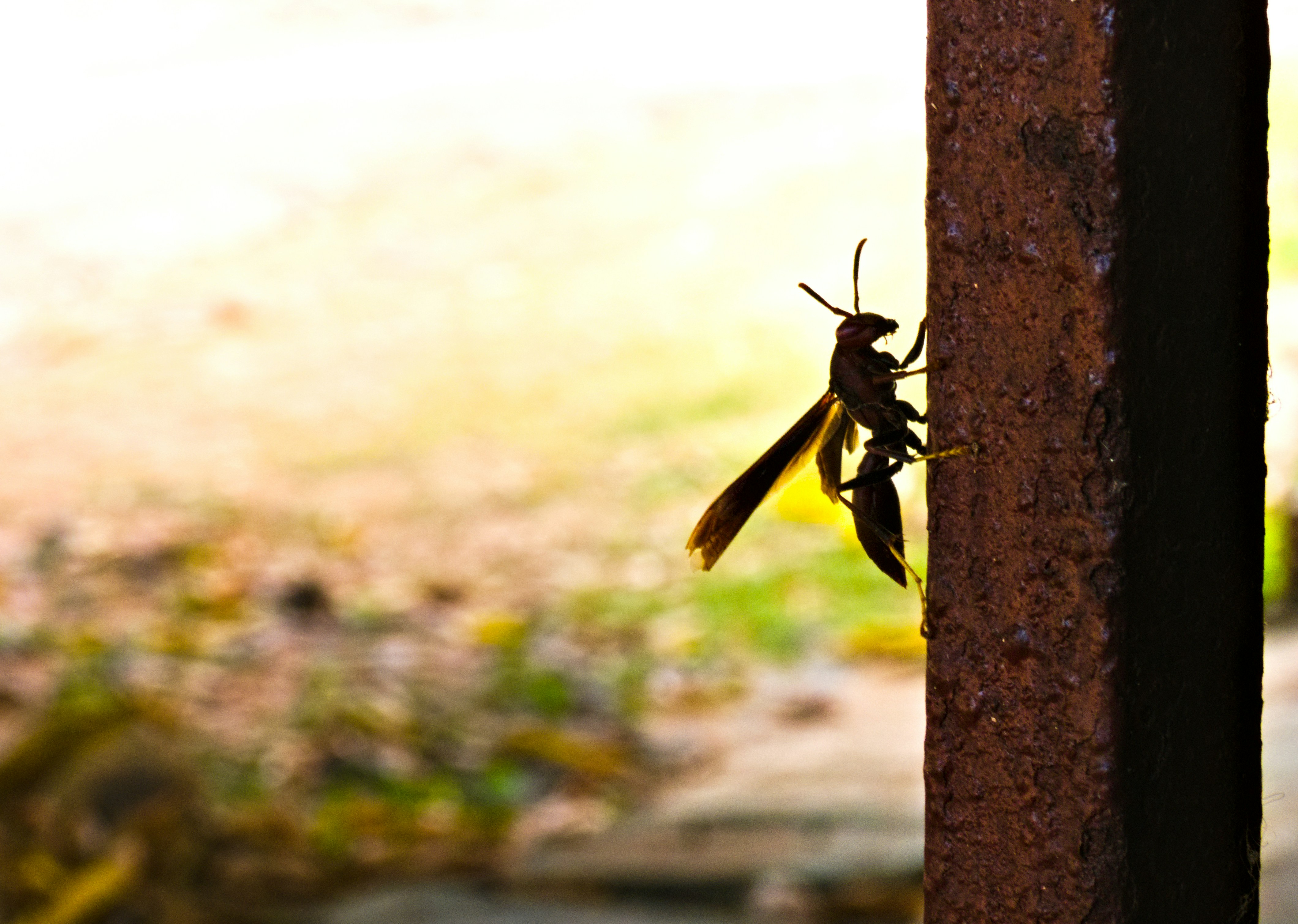 Flying ant rests on an old, rusty fence.