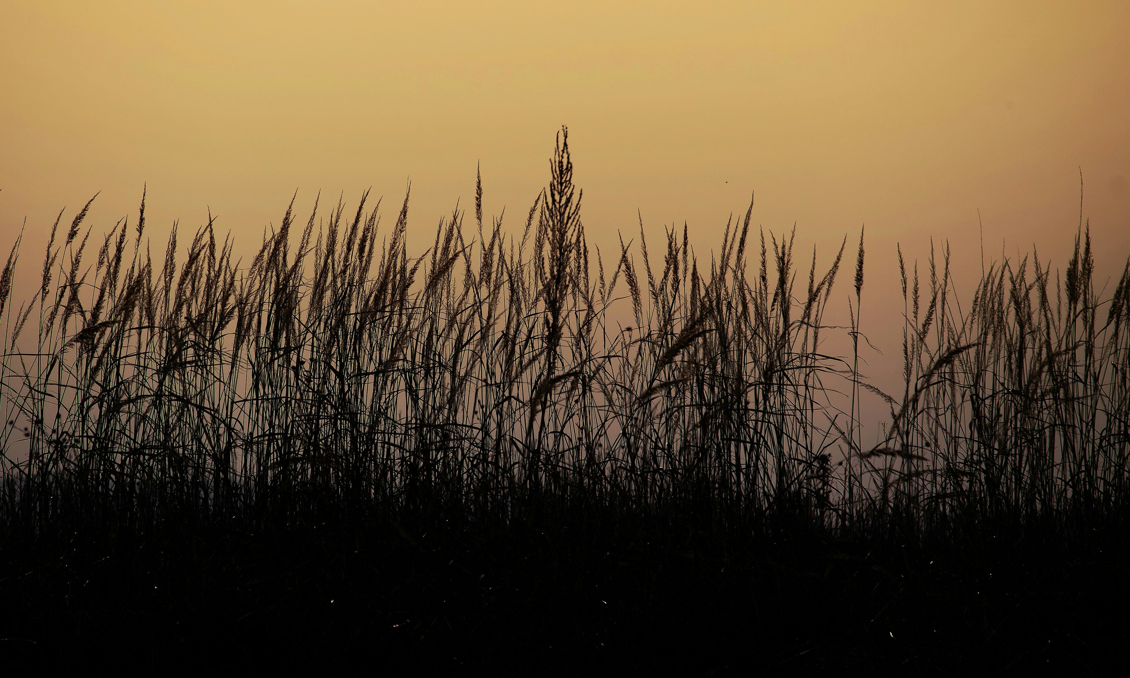 Silhouette of Reeds at Sunset Seashore