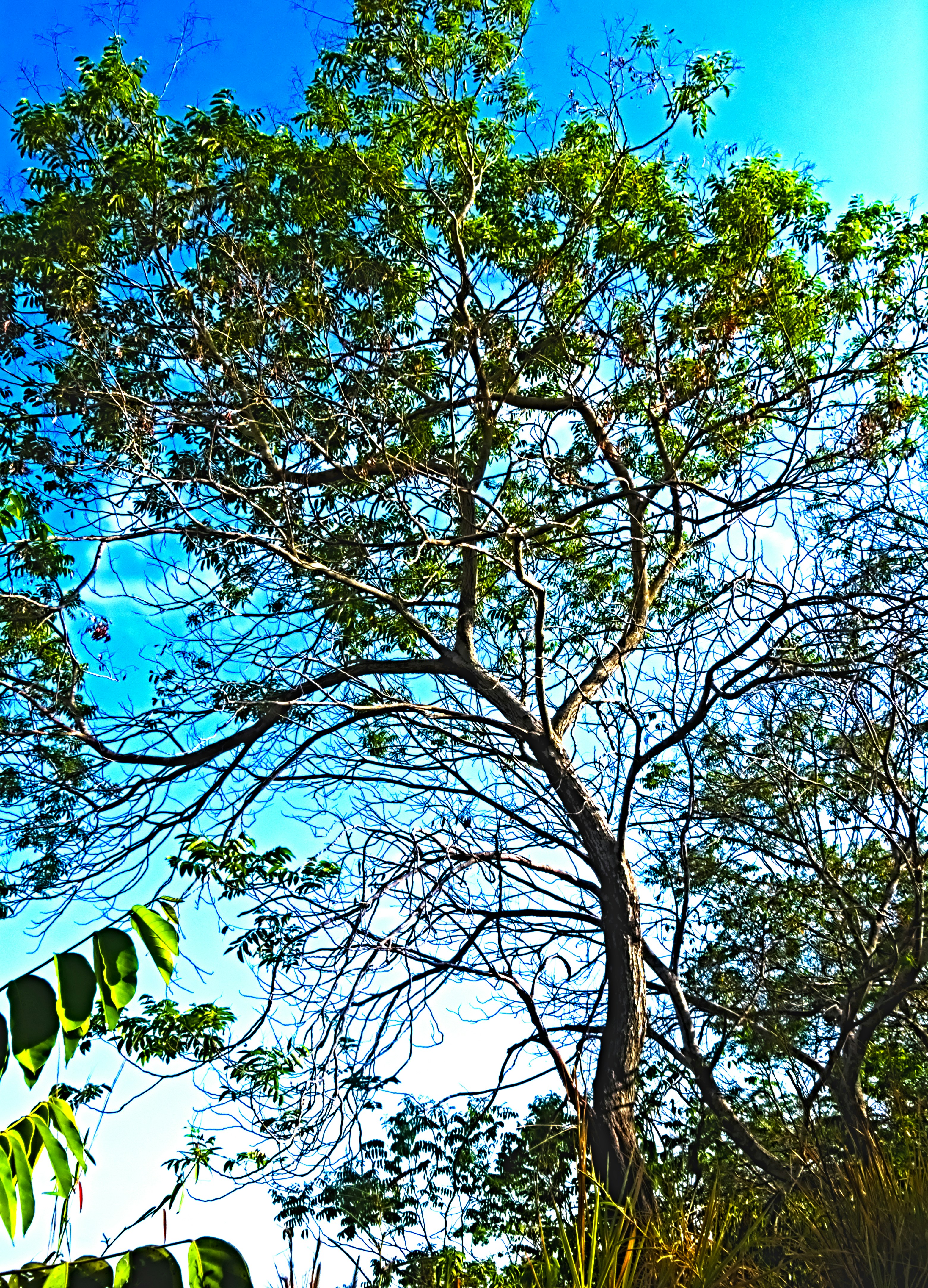A thin, bent tree makes its way towards the sky. Its roots well established in the ground will not allow it to reach.