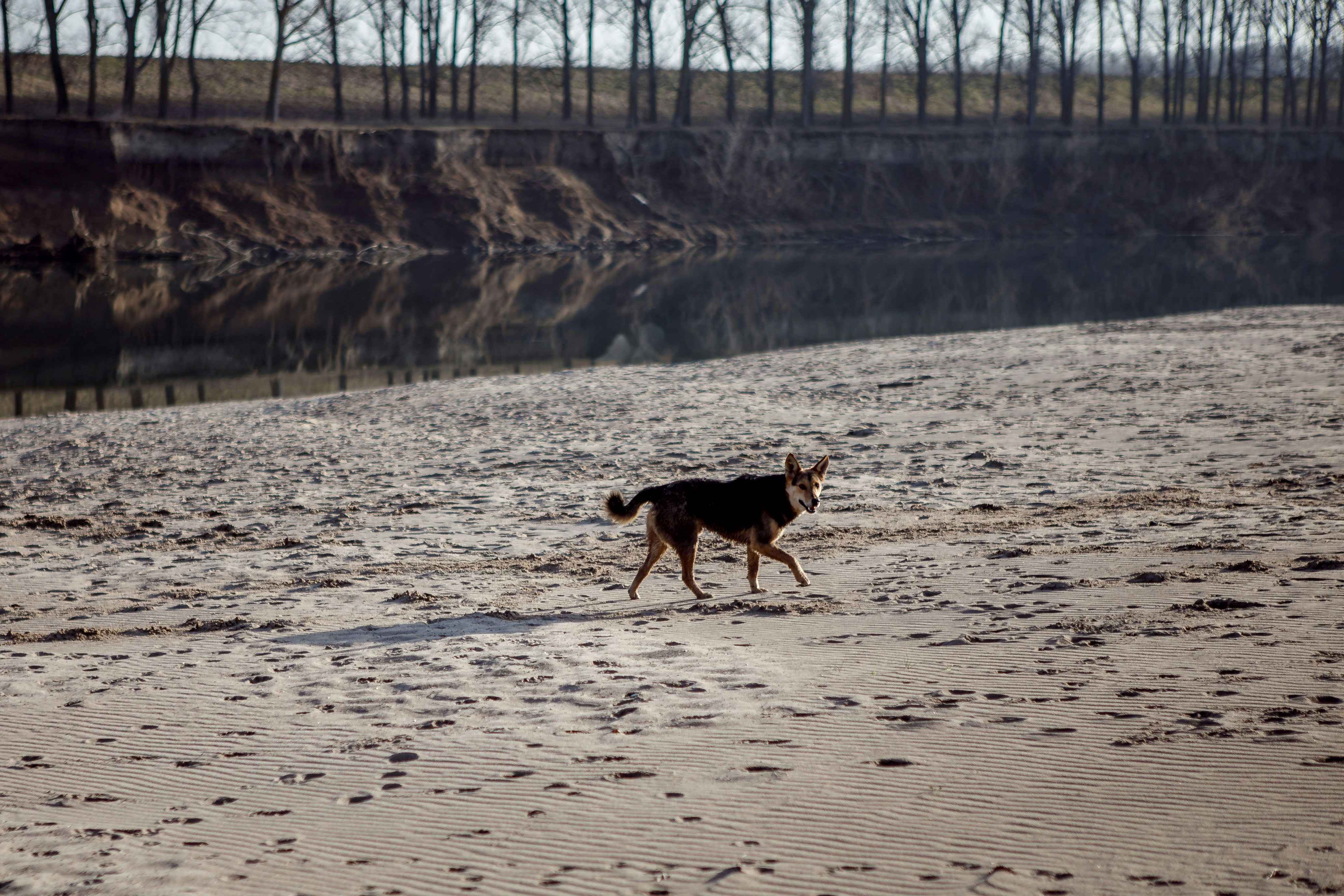 Dog Crossing a Muddy Riverbank at Dusk