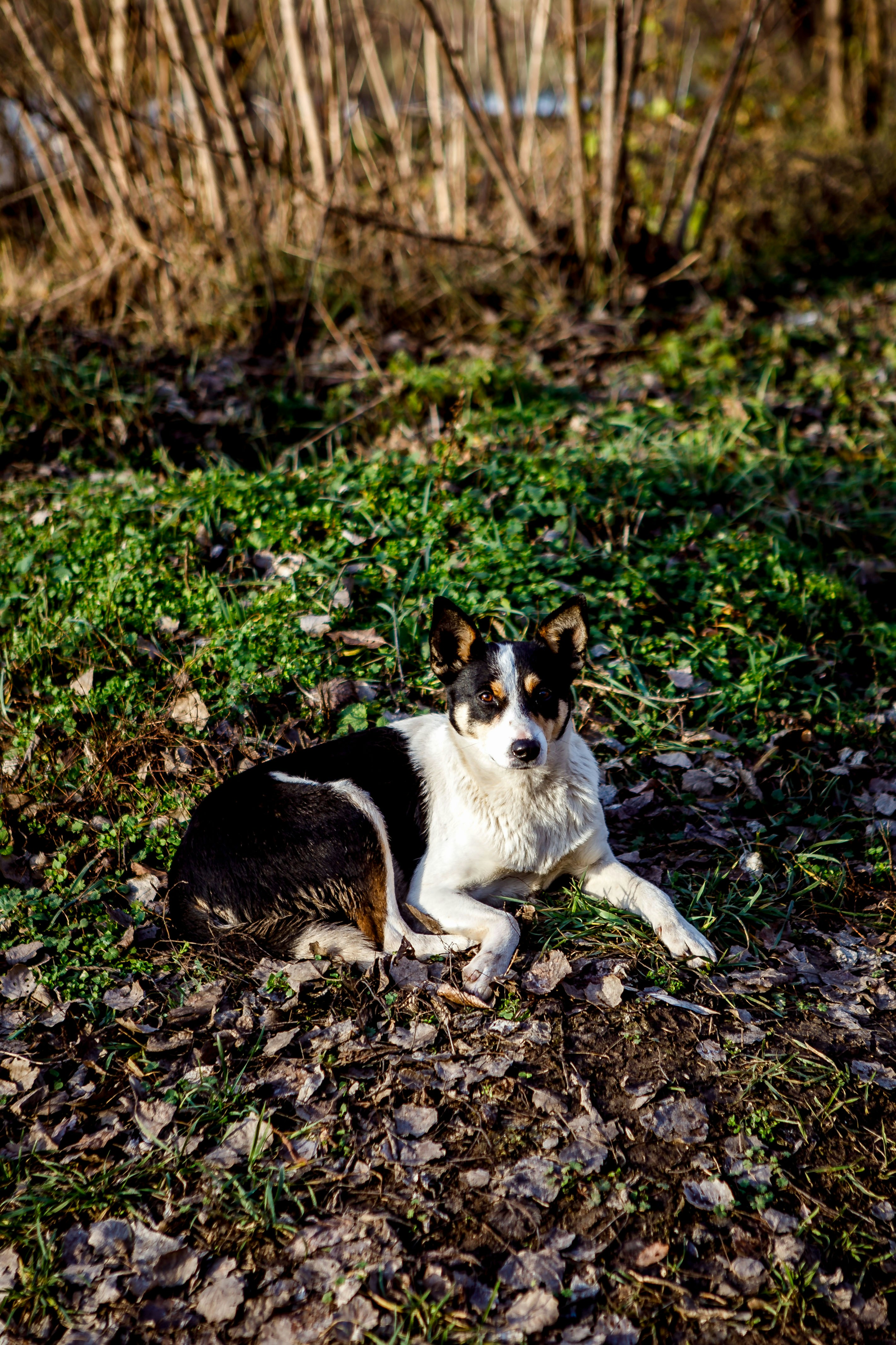 Sunlit Sentry: a black and white terrier loafs in a leaf-strewn clearing