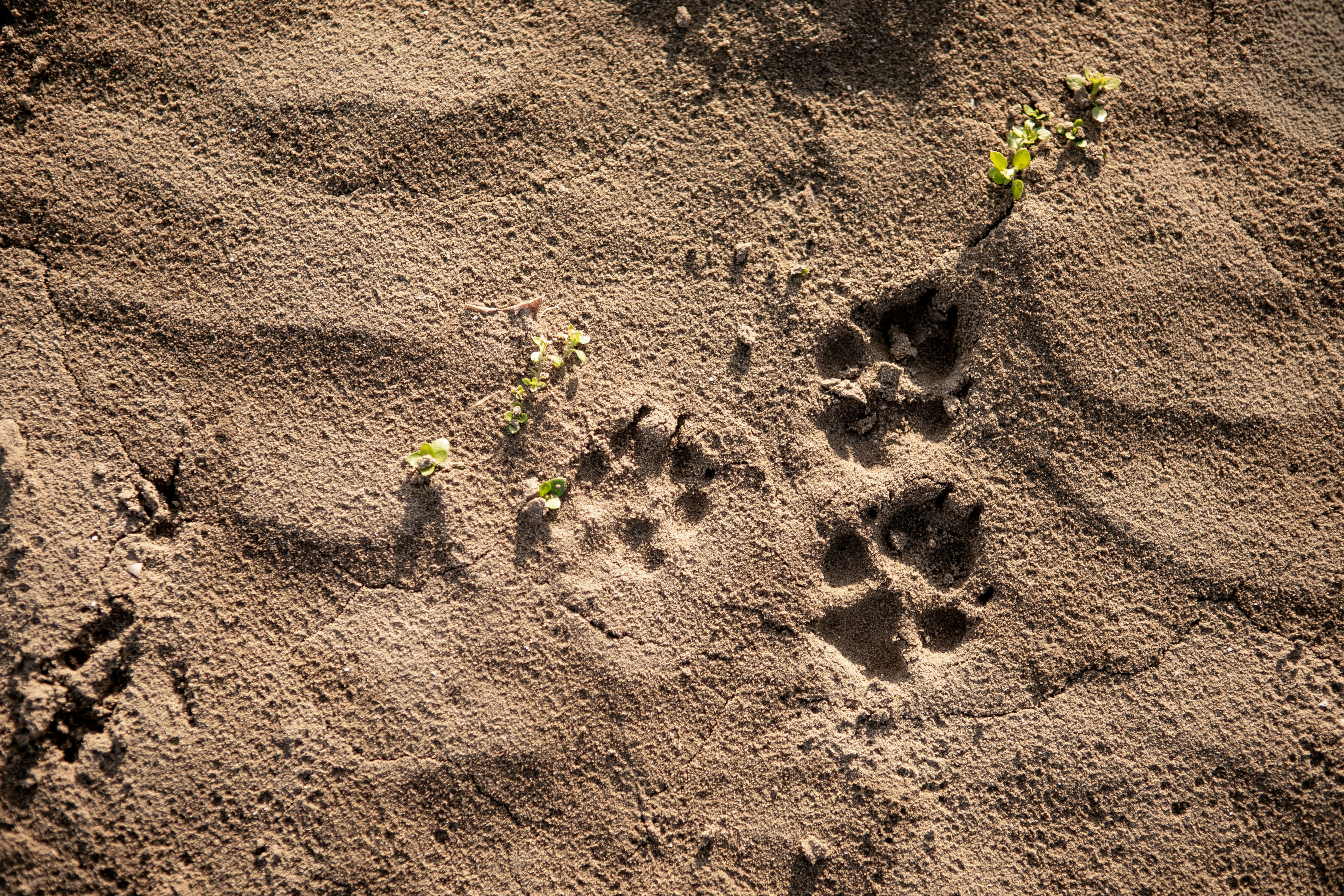 Small Footprints in Desert Sand: A Quiet Moment of Emergence